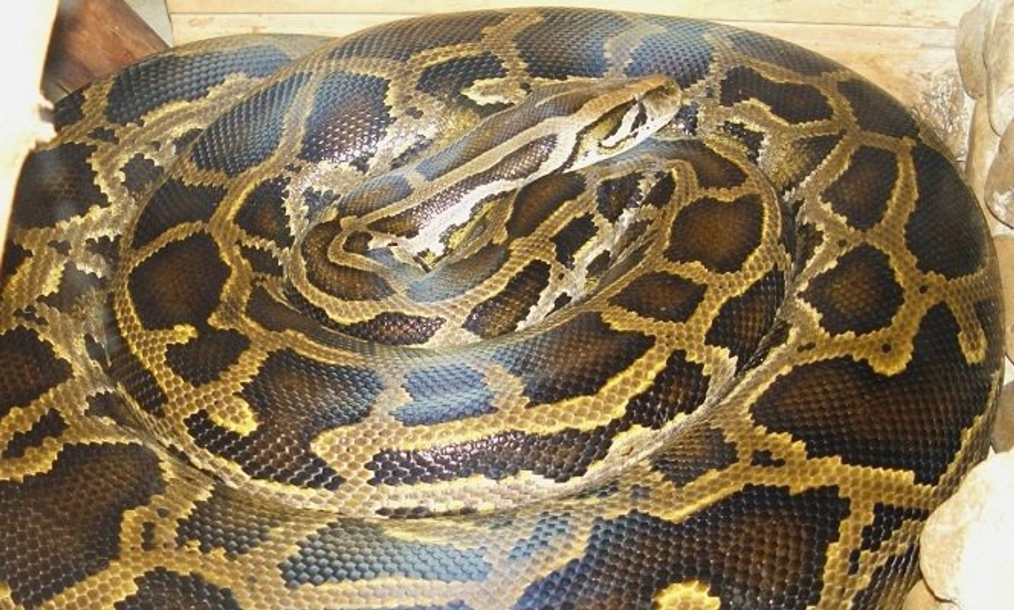 Šalia Varšuvos ieškoma į laisvę ištrūkusio stambaus pitono - Delfi