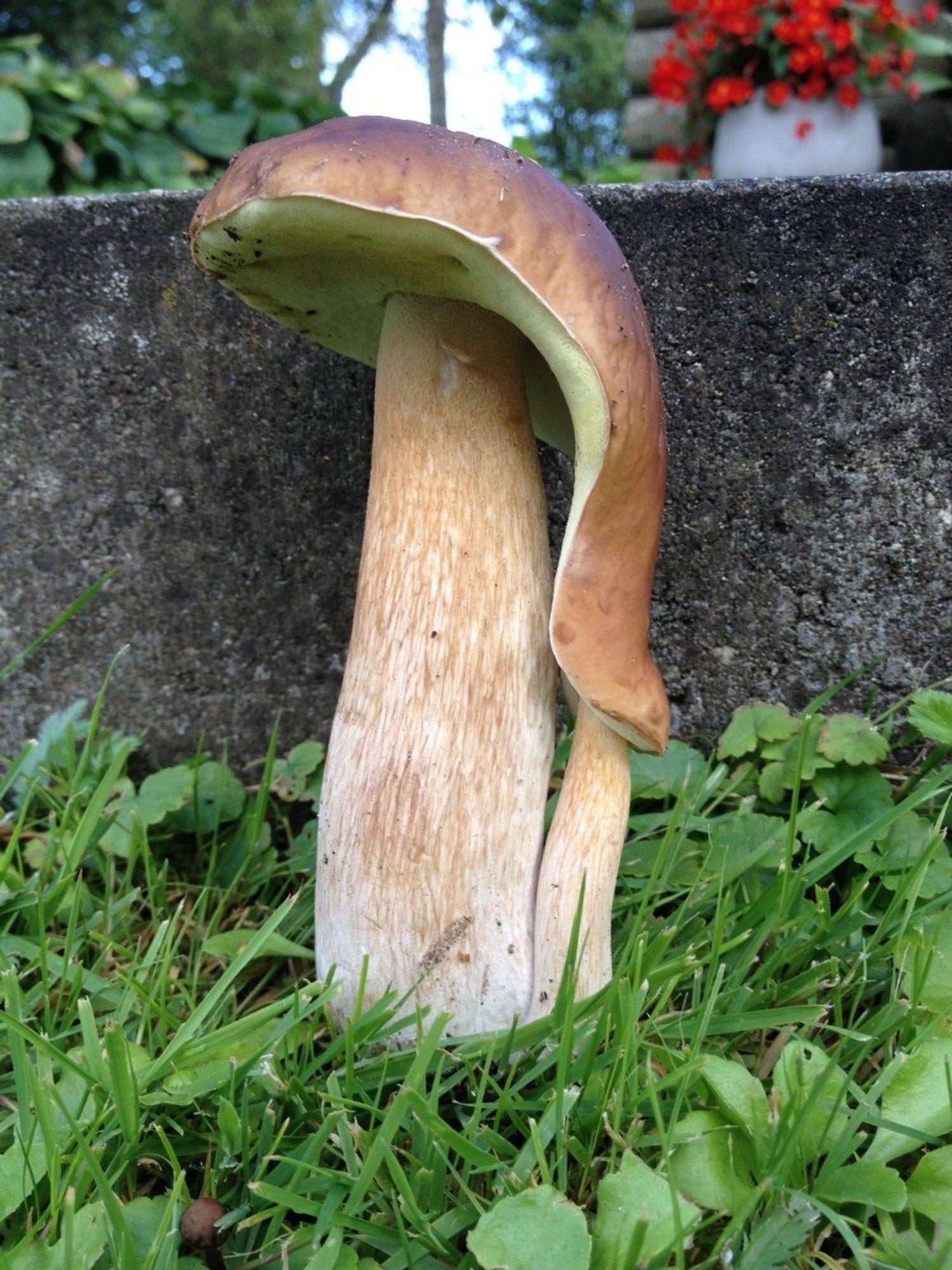 Miško menas: „nubėgusi“ baravyko kepurė - Delfi grynas