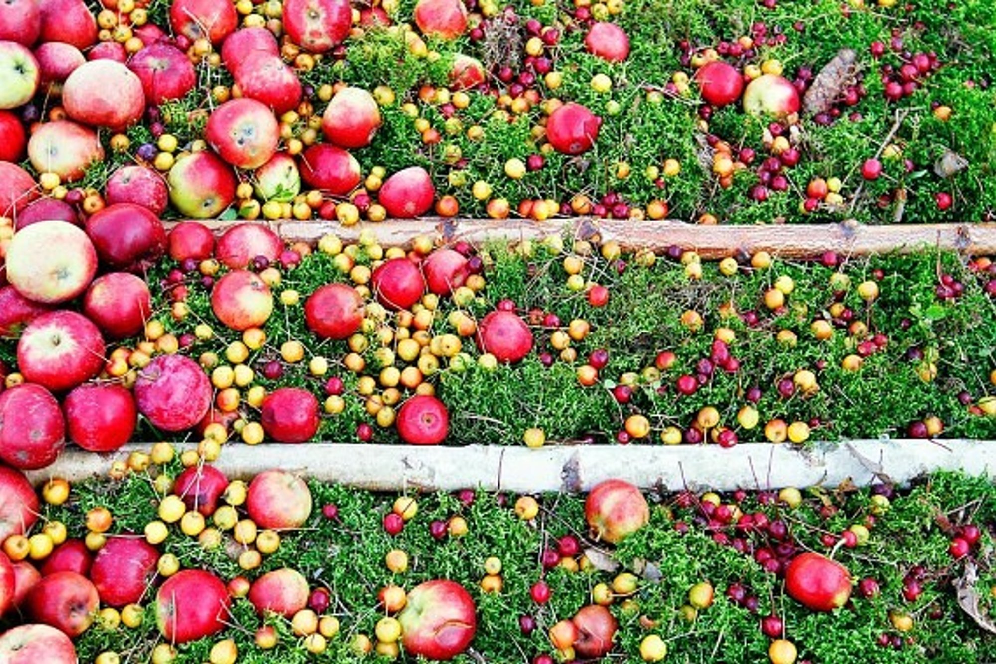 Sostinėje - kilimų iš gyvų gėlių paroda - Delfi gyvenimas