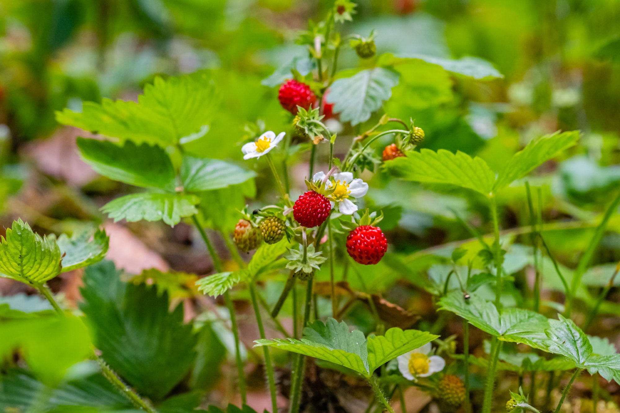 Kaip teisingai auginti žemuoges savo darže - Delfi agro