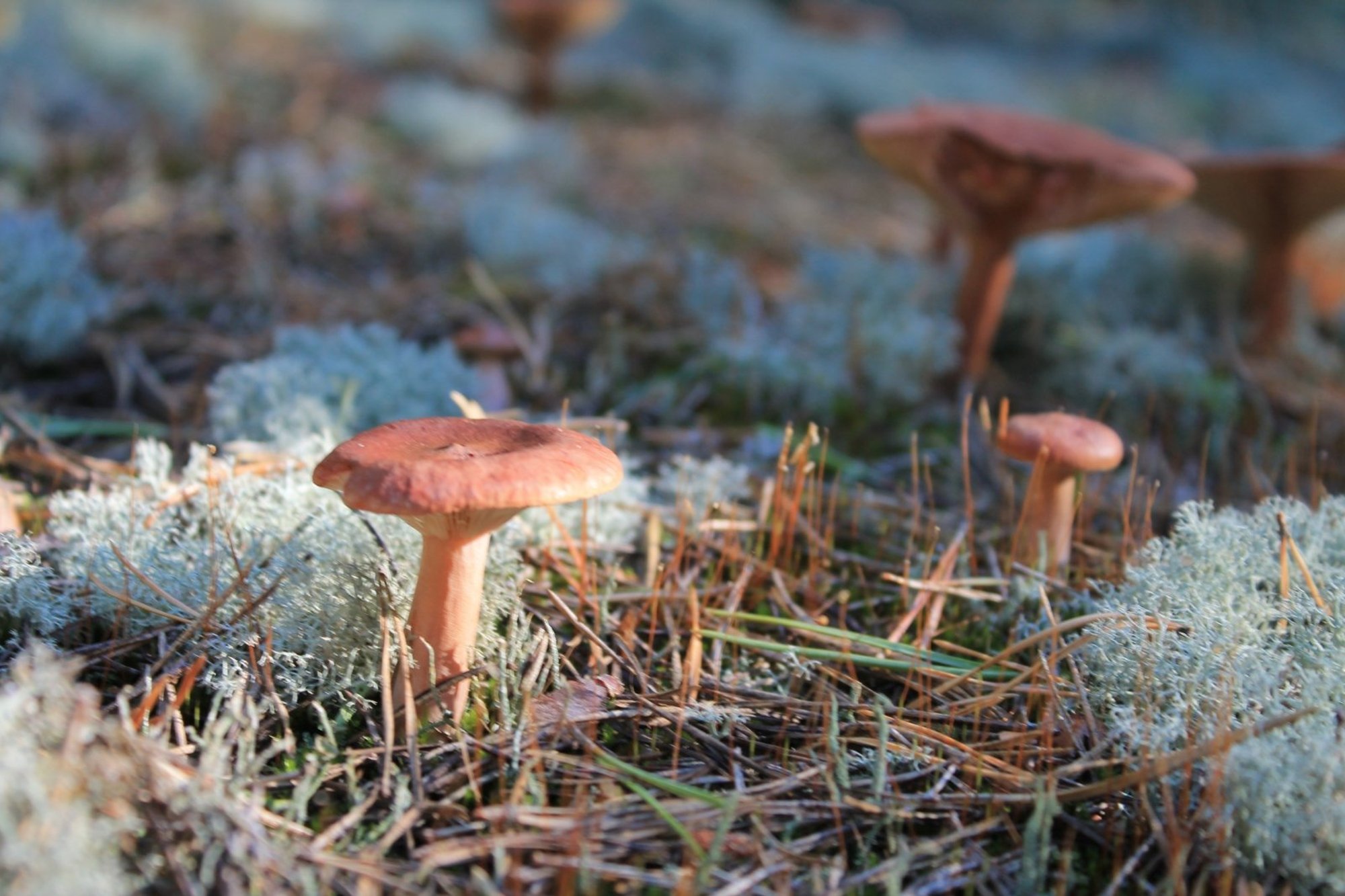 Grybų ABC: kaip atpažinti tinkamus valgyti grybus ir trys auksinės ...