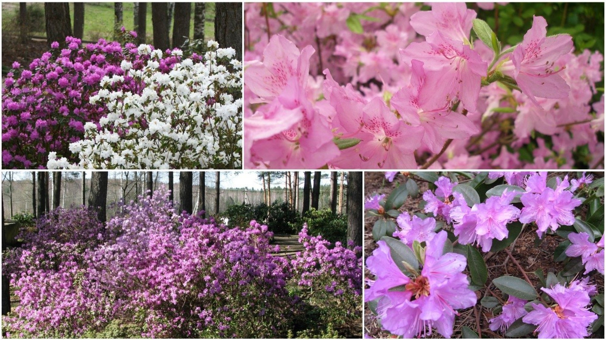 Tikrasis pavasario grožis: žiedai, kurie praskaidrina dieną - Delfi grynas