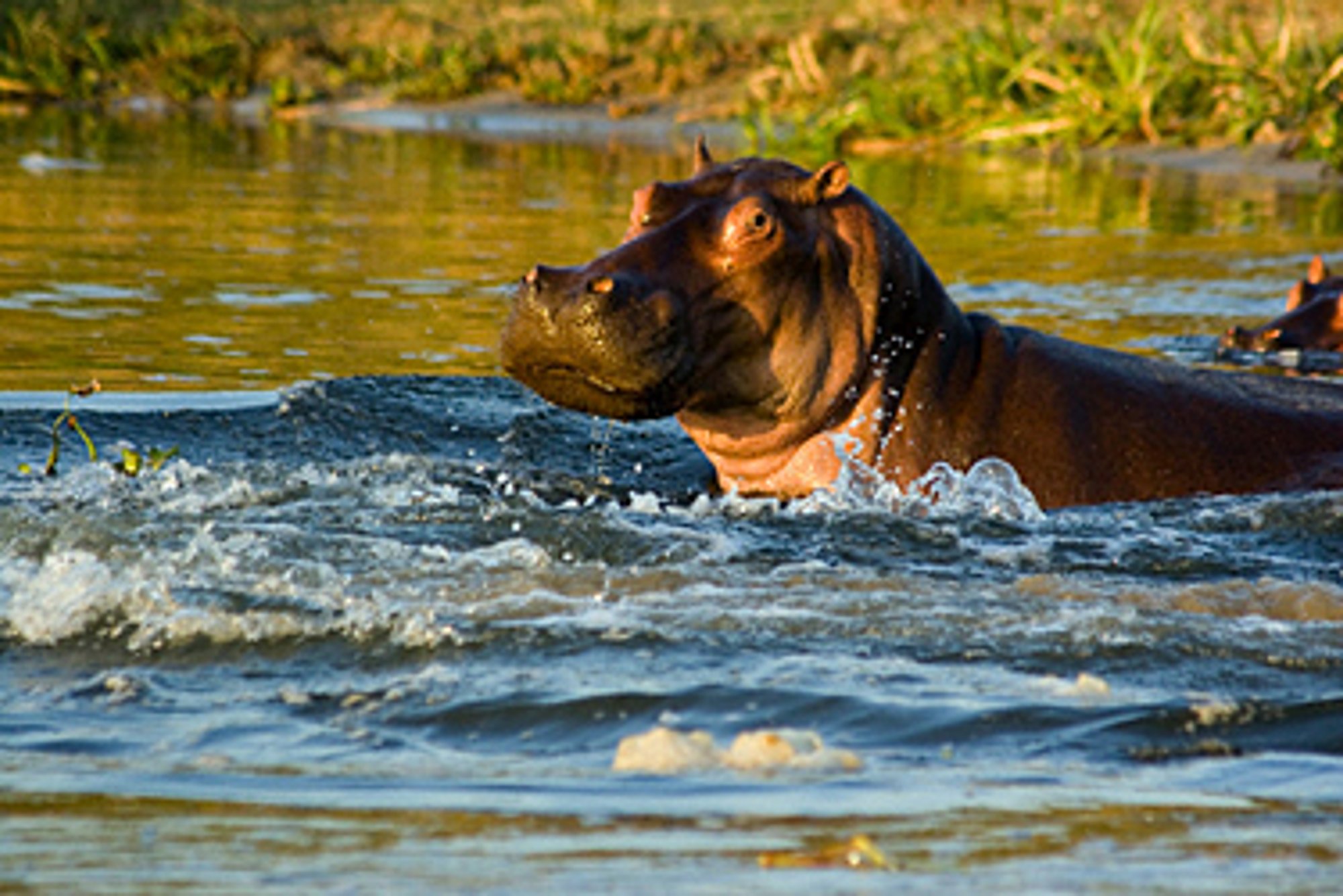 Liberijos miškuose pastebėti nykštukiniai begemotai - Delfi mokslas