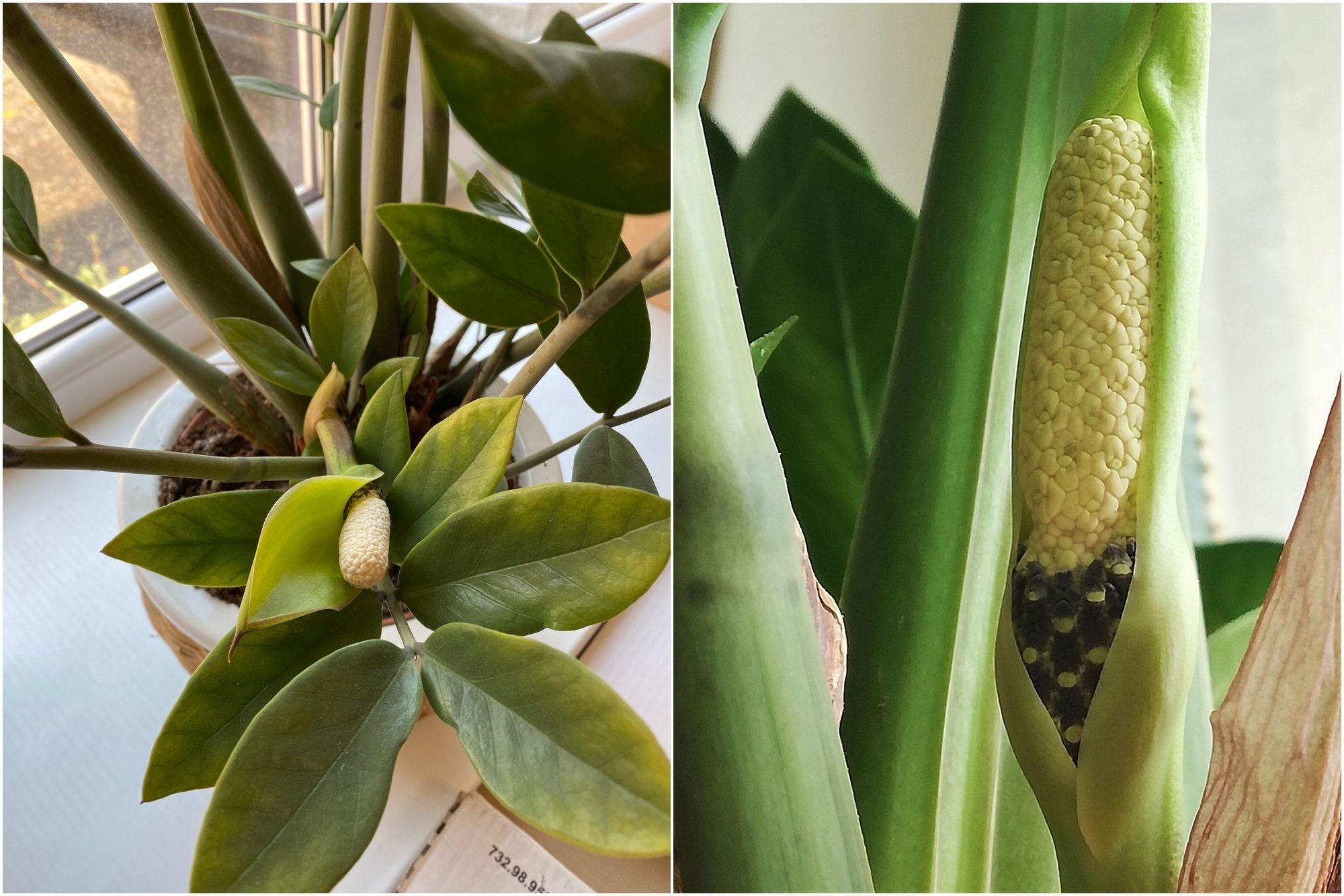 Kaip priversti pinigų medį žydėti: visi trys komponentai yra ...