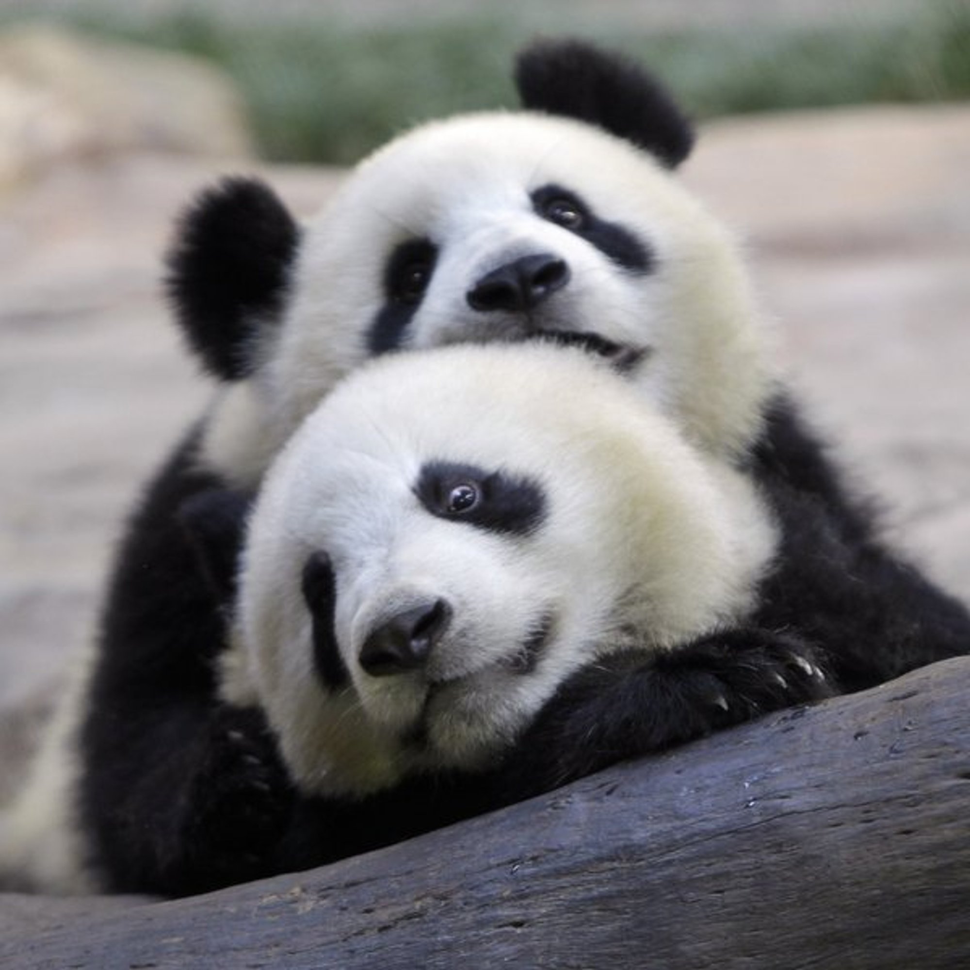 Kinija Azijos žaidynių reklamai pasitelkė pandas - Delfi grynas