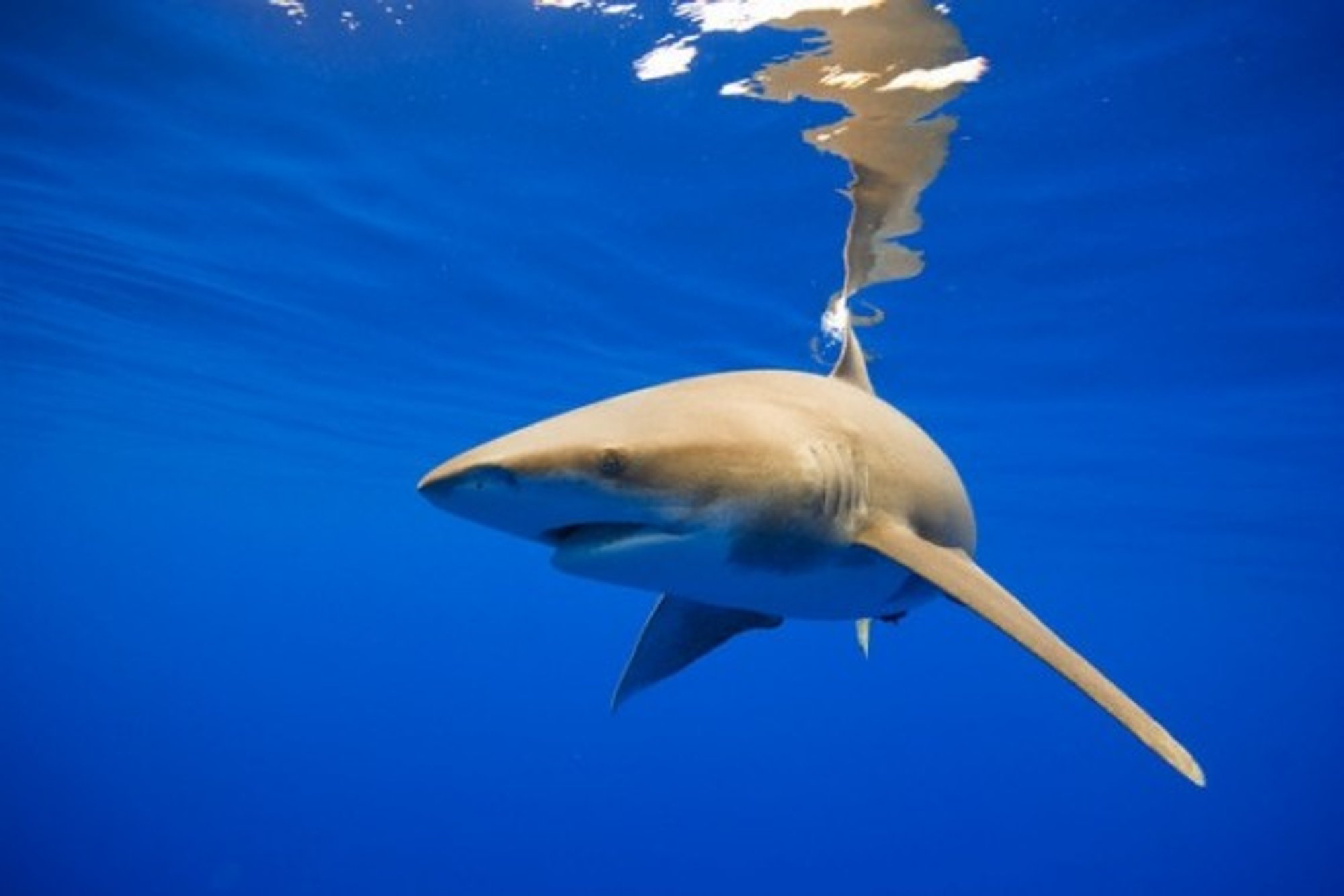 Kai kurie rykliai gali tapti nematomi - Delfi grynas
