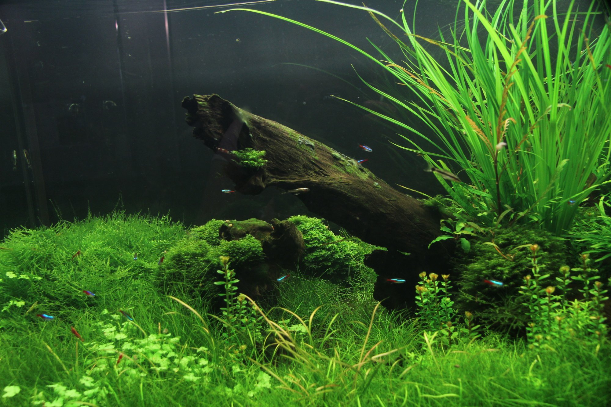 Kaip kovoti su akvariumo priešu - dumbliais - Letena.lt