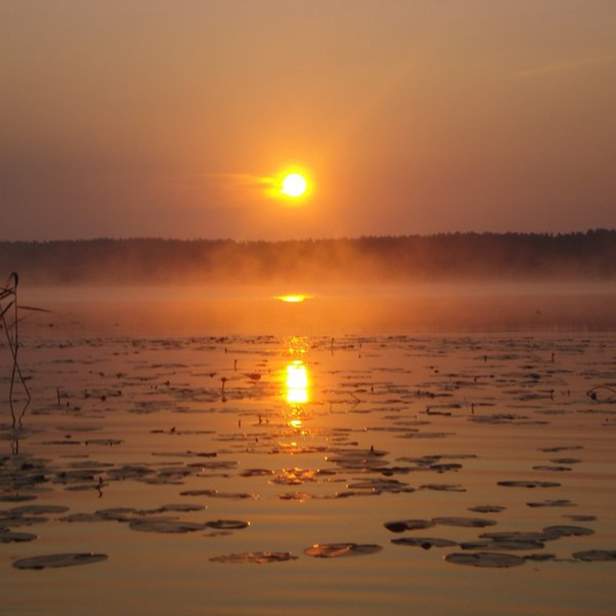 Riebus žiobris prie laužo vilioja - Delfi grynas