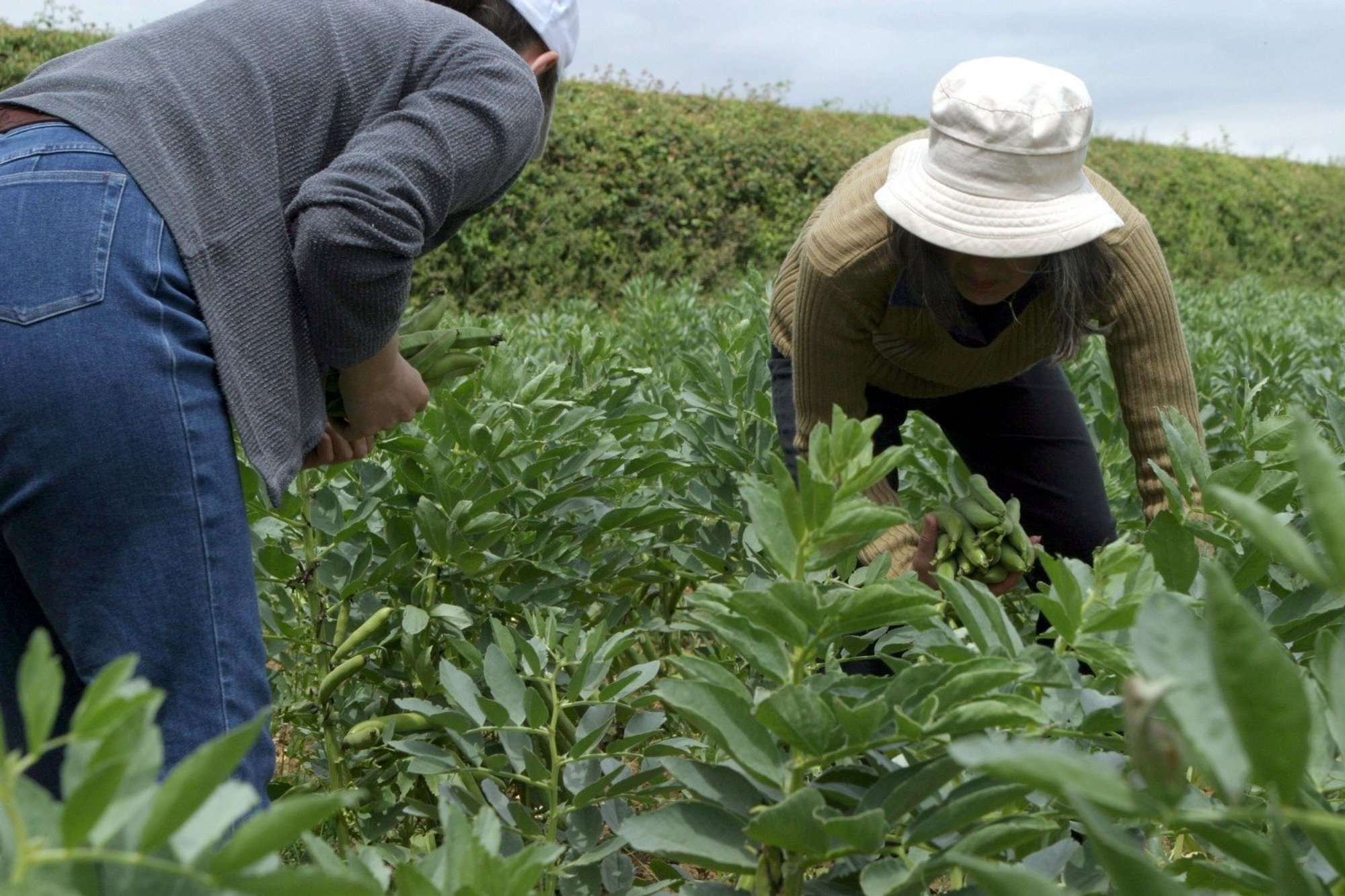 Emigrantai išdėstė, už kiek grįžtų į Lietuvą: tuos laiškus verta ...
