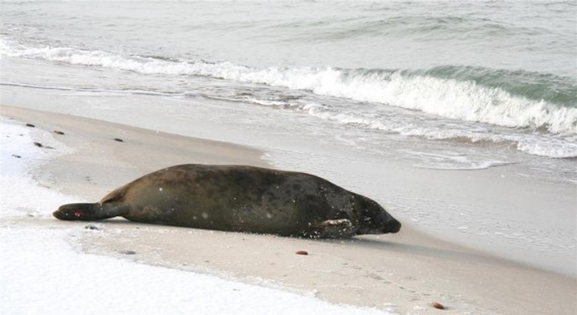 Keturi jūrų muziejaus ruoniai iškeliauja į laisvę - Delfi grynas
