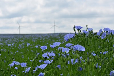 Kerintis vaizdas: Lietuvos laukai mėlynuoja nuo linų - Delfi grynas