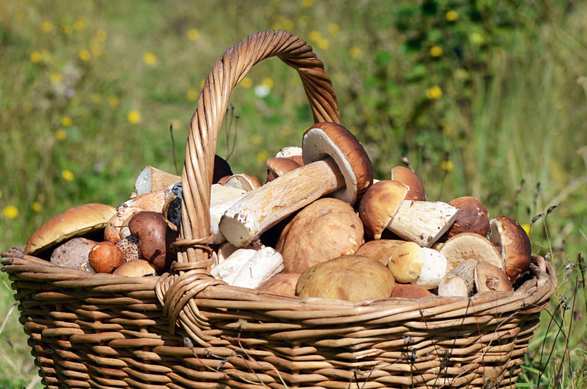 Žemaitijoje aptikta nevietinė valgomų grybų rūšis - Delfi agro