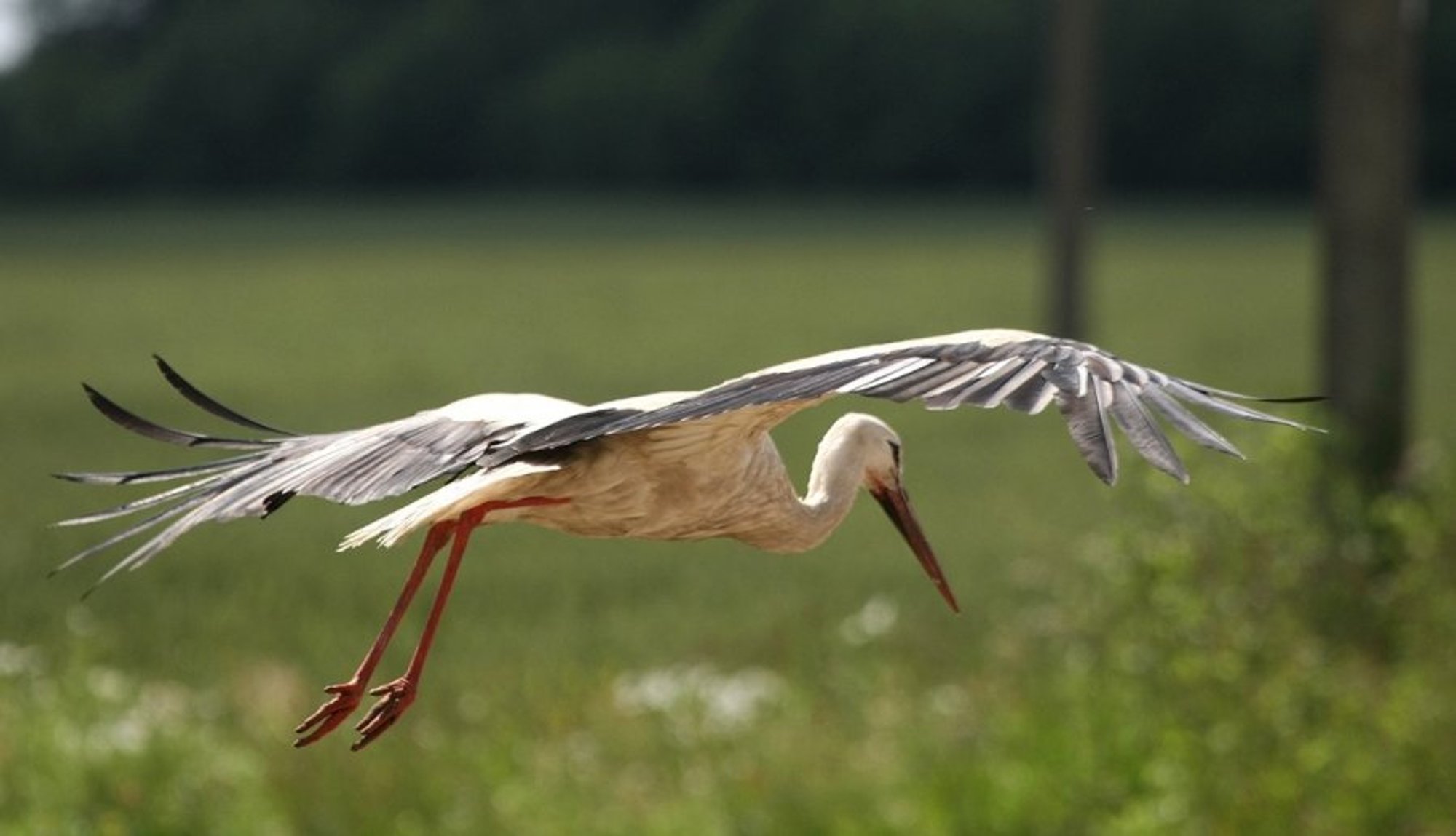Šventas Baltramiejus – sunkiai kelionei į pietus sparnus pakels apie 80 ...
