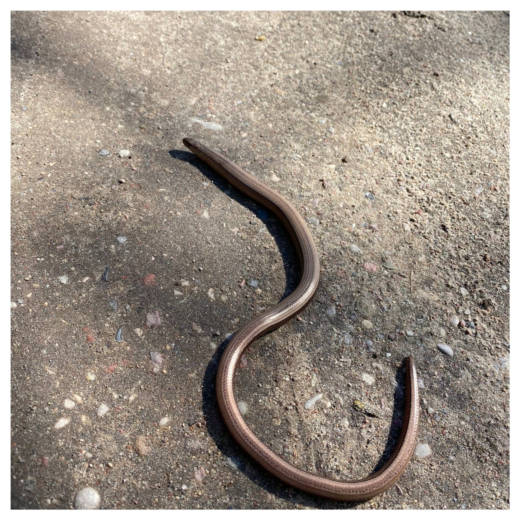 Skaitytojo klausimas: ant kelio sutikome šį puikų padarėlį, ar tai ...