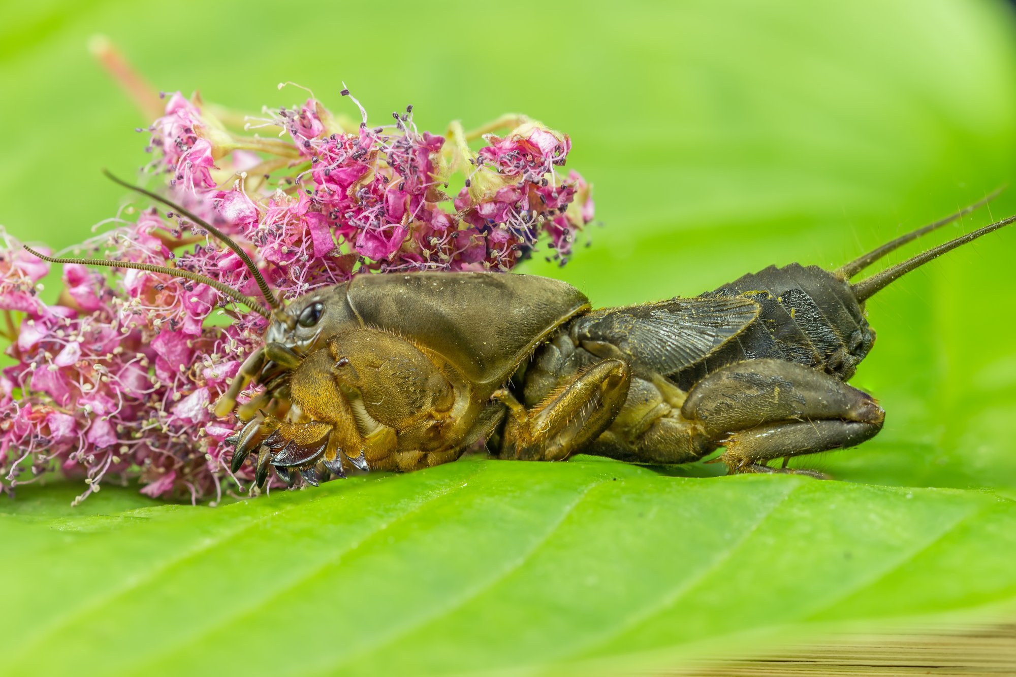 Kaip kovoti su kurkliais? Skaitytojų išbandyti veiksmingi receptai ...