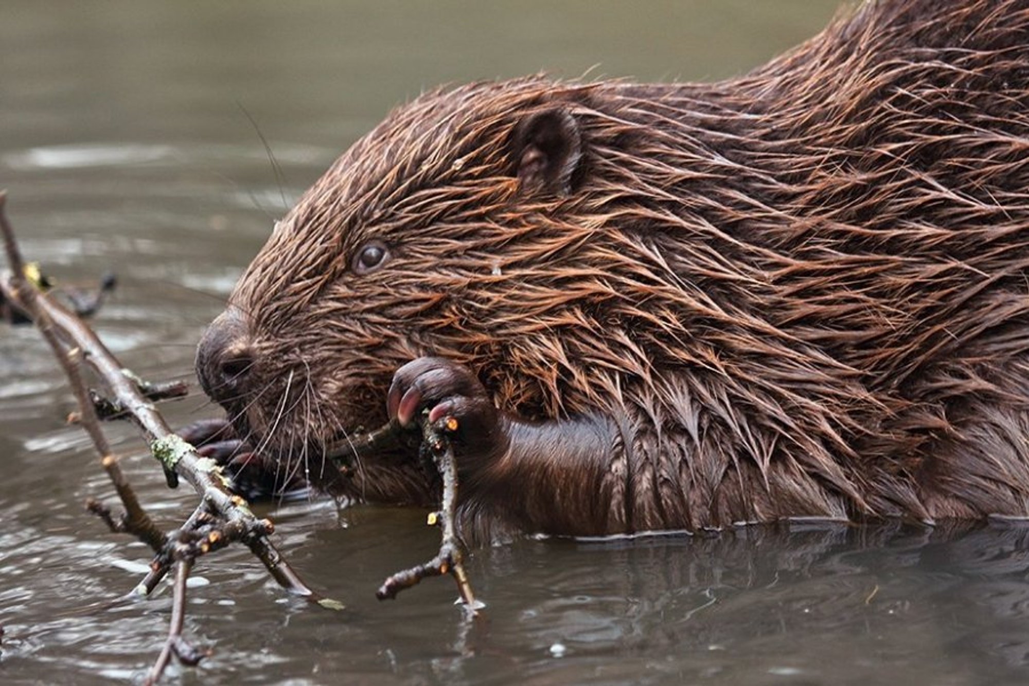 Sunku paaiškinti: bebrai įsikūrė milijoniniame mieste - Delfi grynas
