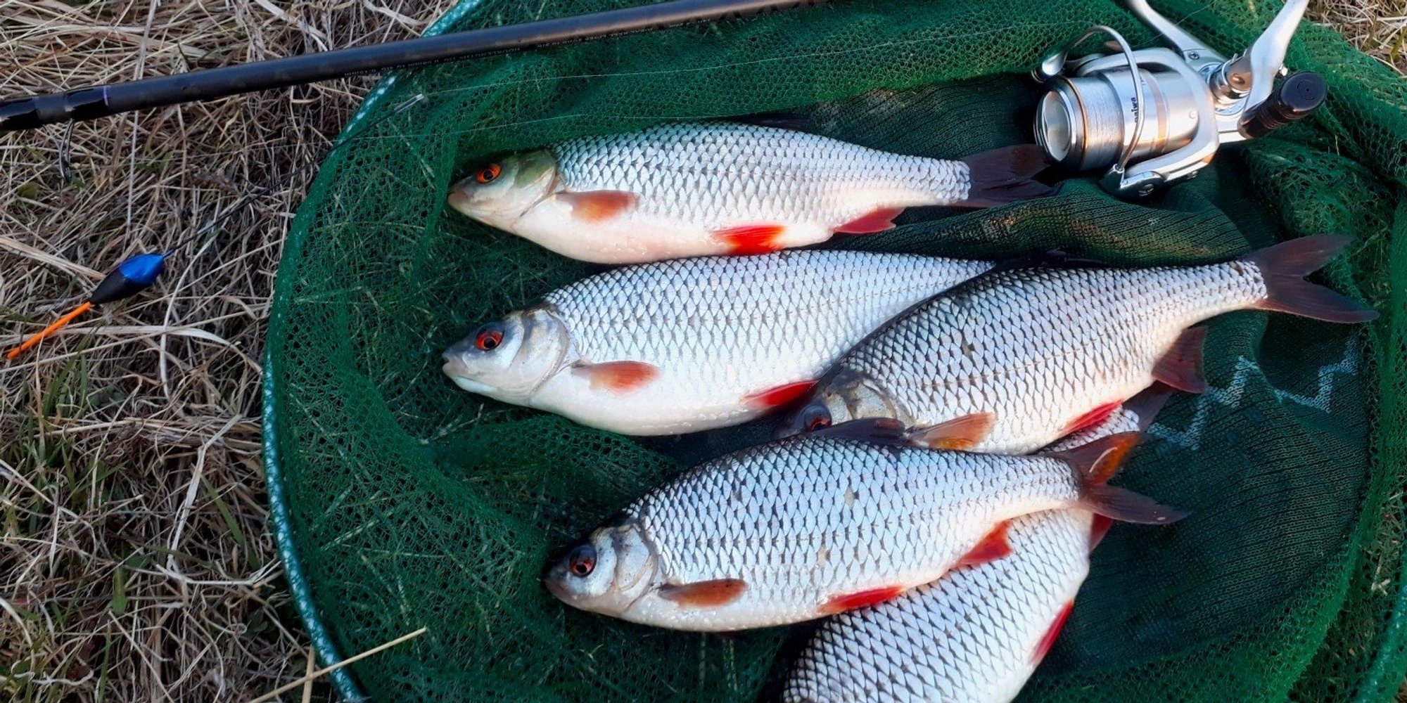 5 patarimai, kaip pagauti didelę kuoją - Kablys.lt