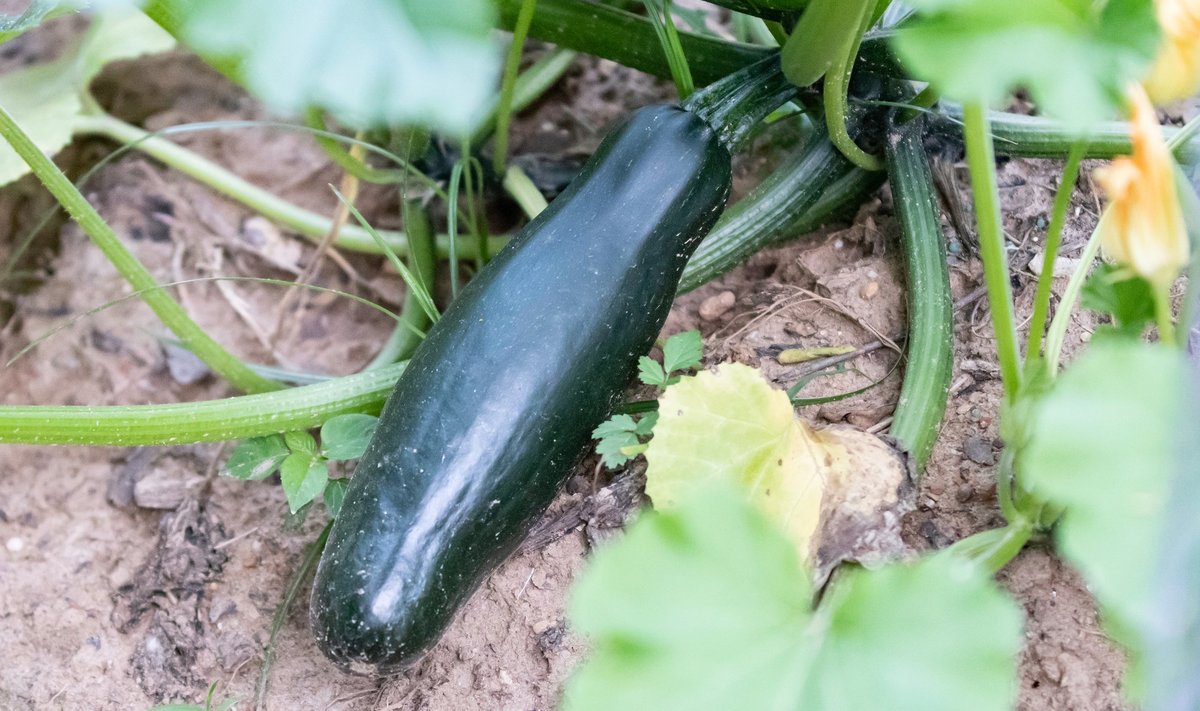 Kur ir kaip sodinti cukinijas: su viena daržove lysvėje nedera - Delfi agro