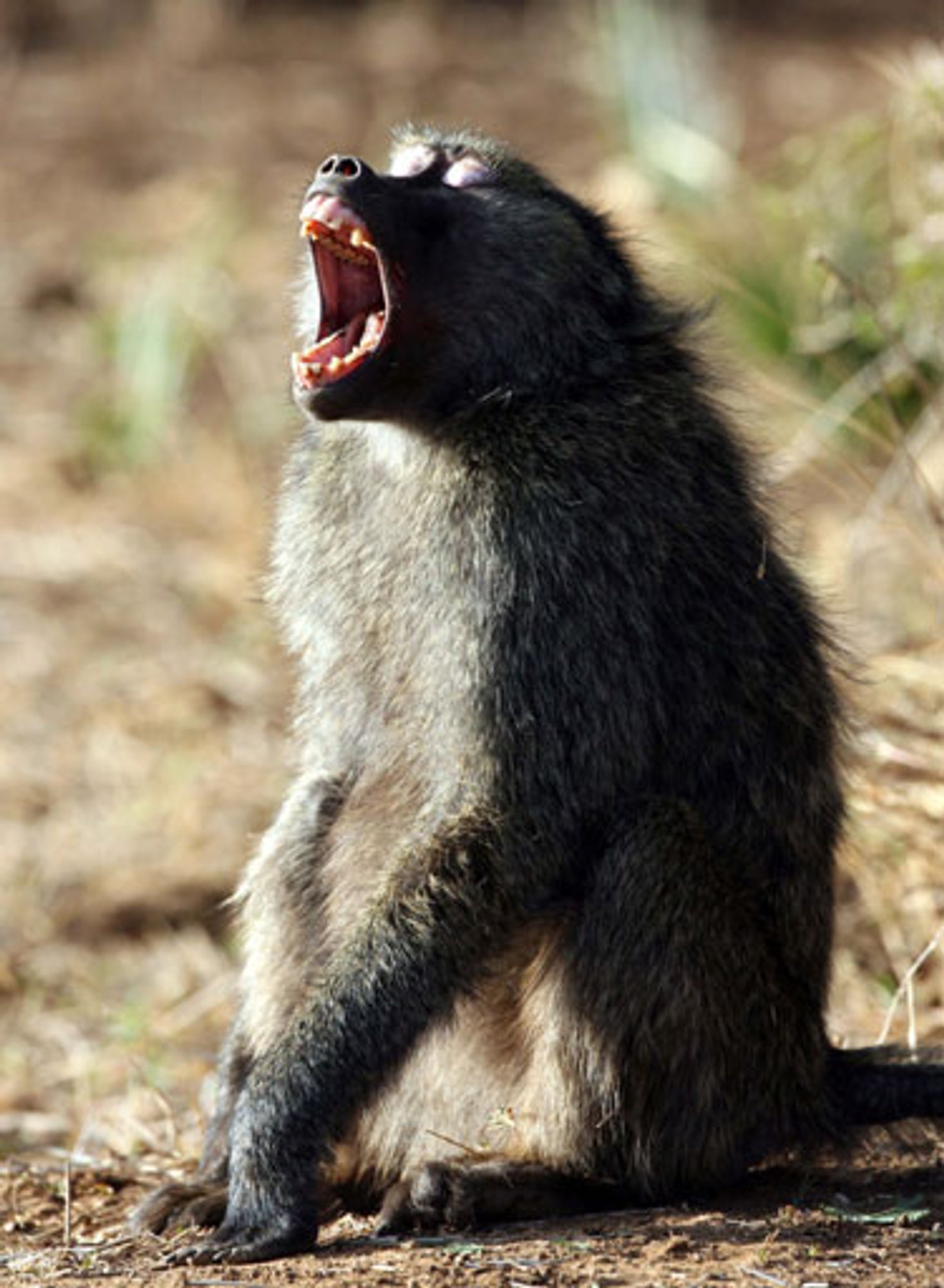 Babuinai atrado kontraceptiką – juodąją slyvą - Delfi mokslas