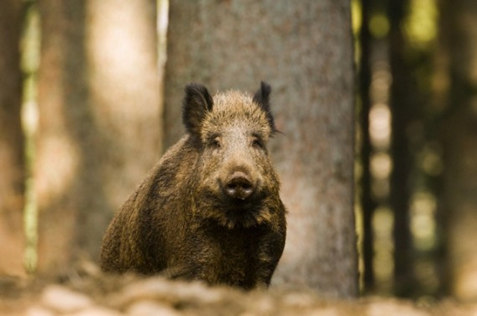 Šernui susidūrimas su pareigūne buvo paskutinis - Delfi