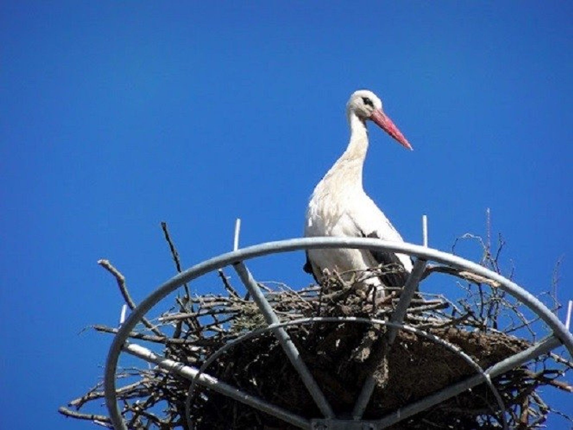 Žemėlapyje - daugiau nei 20 000 baltųjų gandrų lizdų - Delfi grynas