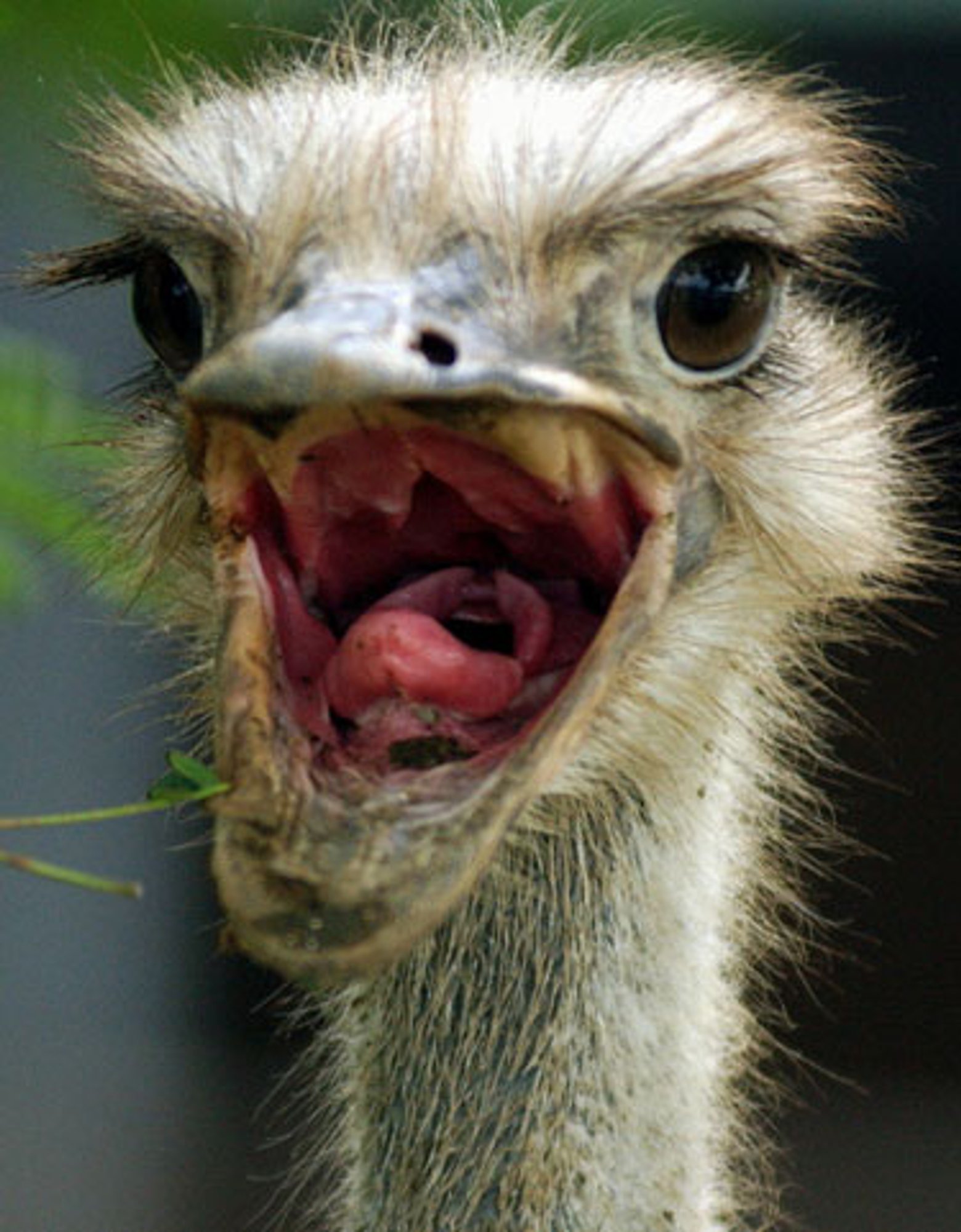 Stručių augintojai uždirba iš egzotikos - Delfi verslas