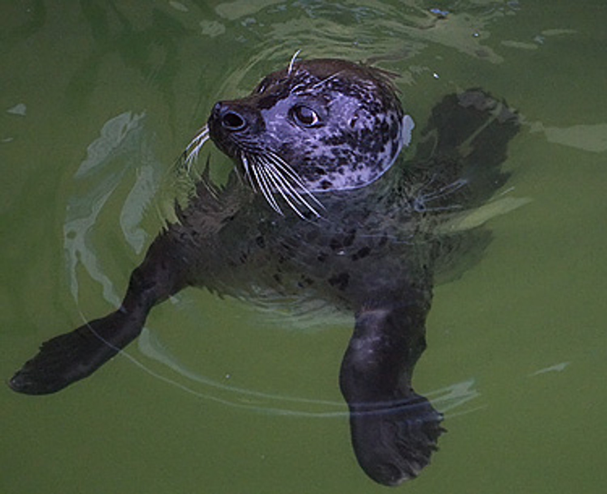 „Europiečių žaliųjų atostogų“ pradžią skelbs ruonis - Delfi mokslas