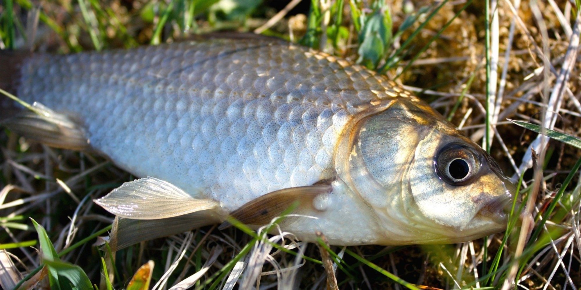 Pirmieji „balų“ karosai. Kaip juos meškerioti? - Kablys.lt