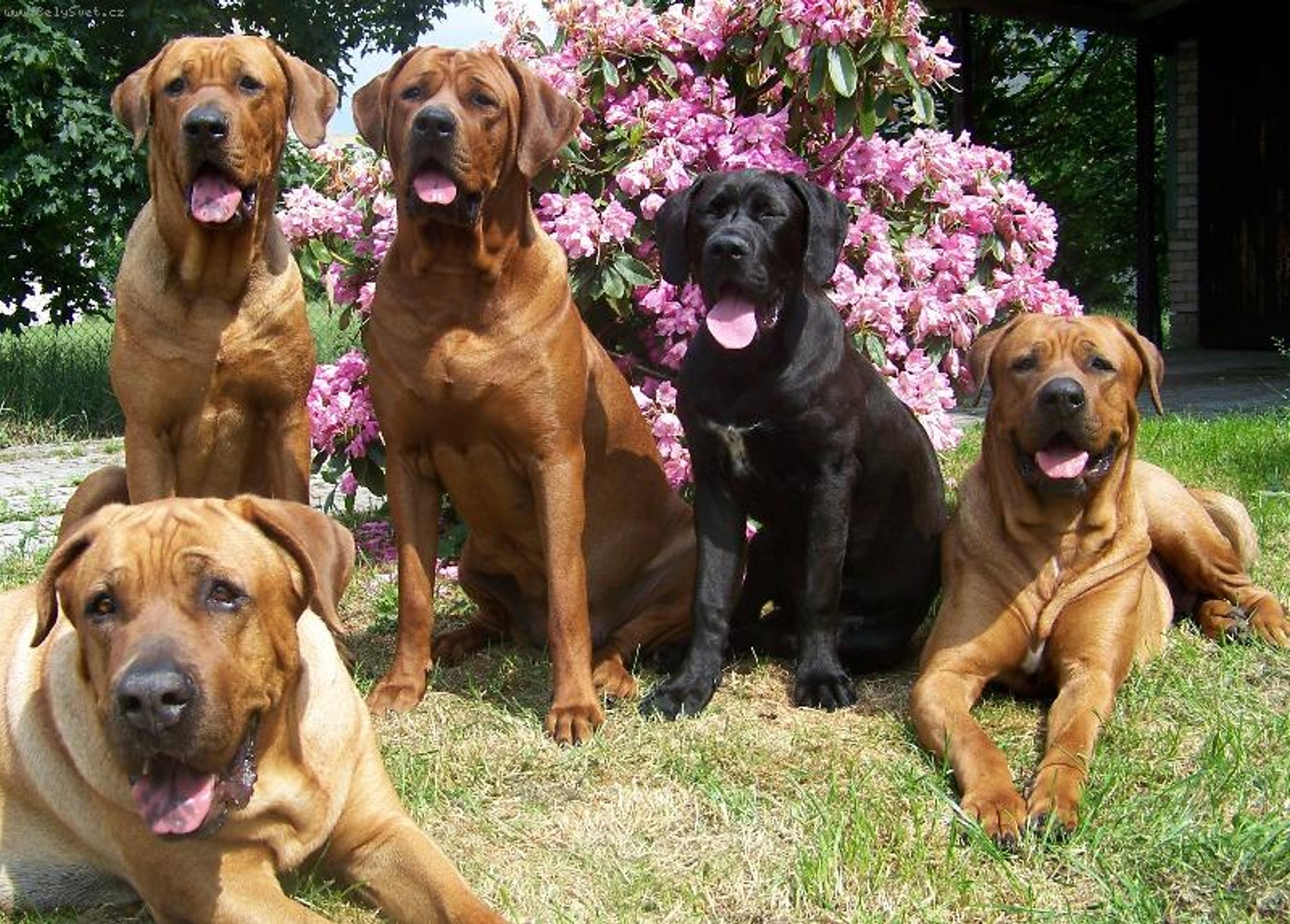 Tosa Inu: keturkojai sumo imtynininkai - Delfi gyvenimas