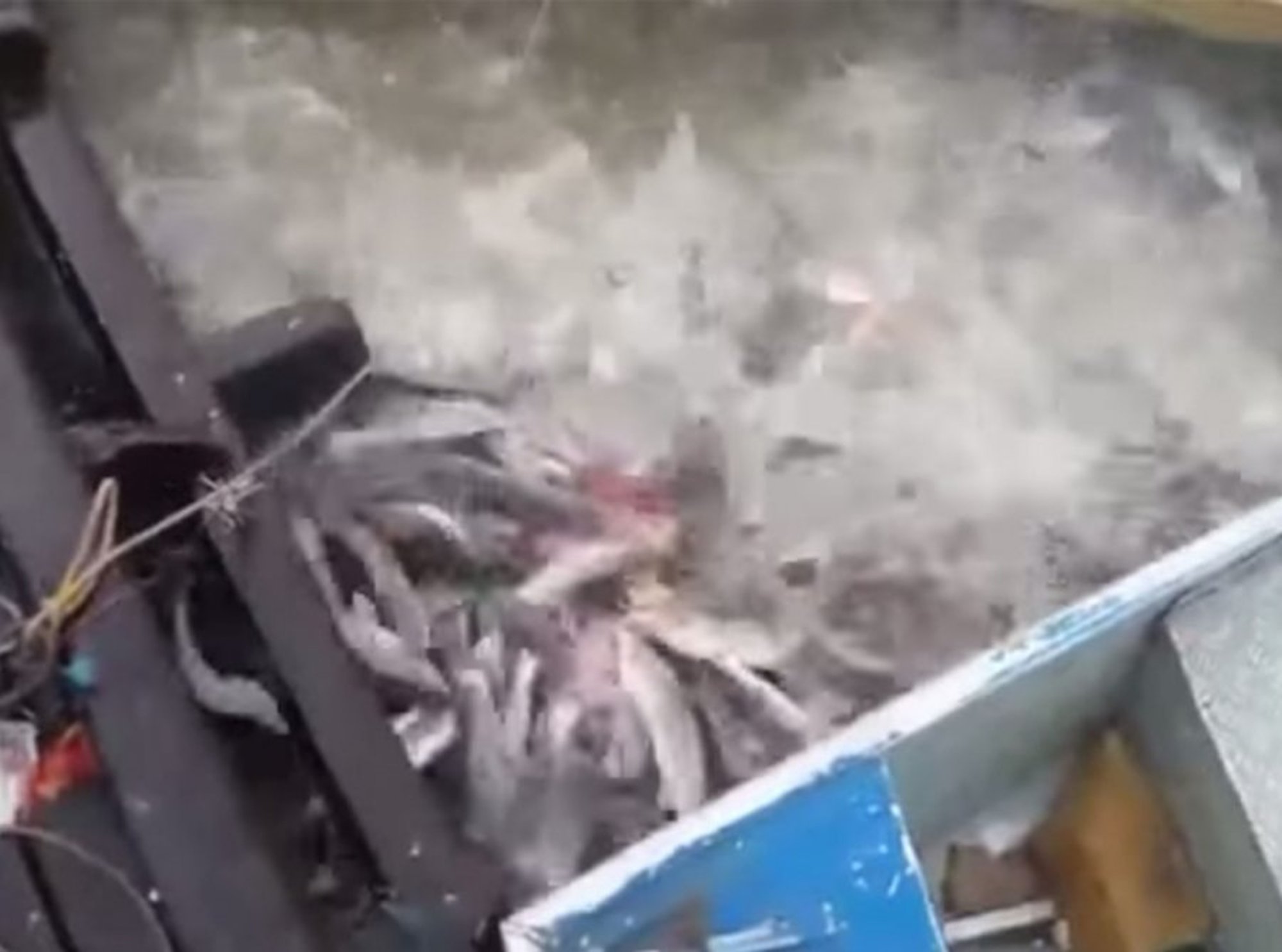 Pavojus vandenyje: nuo piranijų užvirė vanduo - Delfi grynas