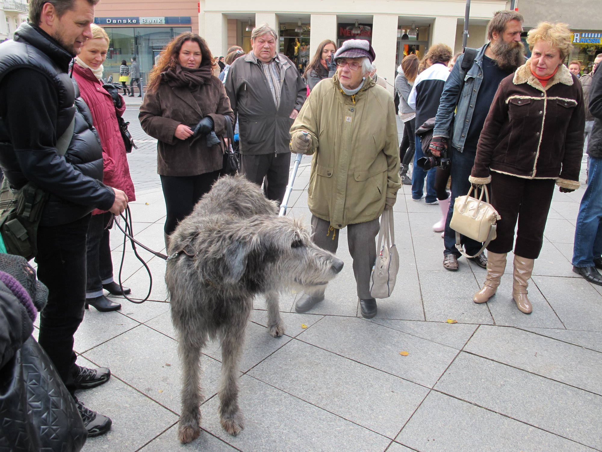 Šunų eisenoje nuostabos šūksnių susilaukė vilkogaudis: ant jo galima ...