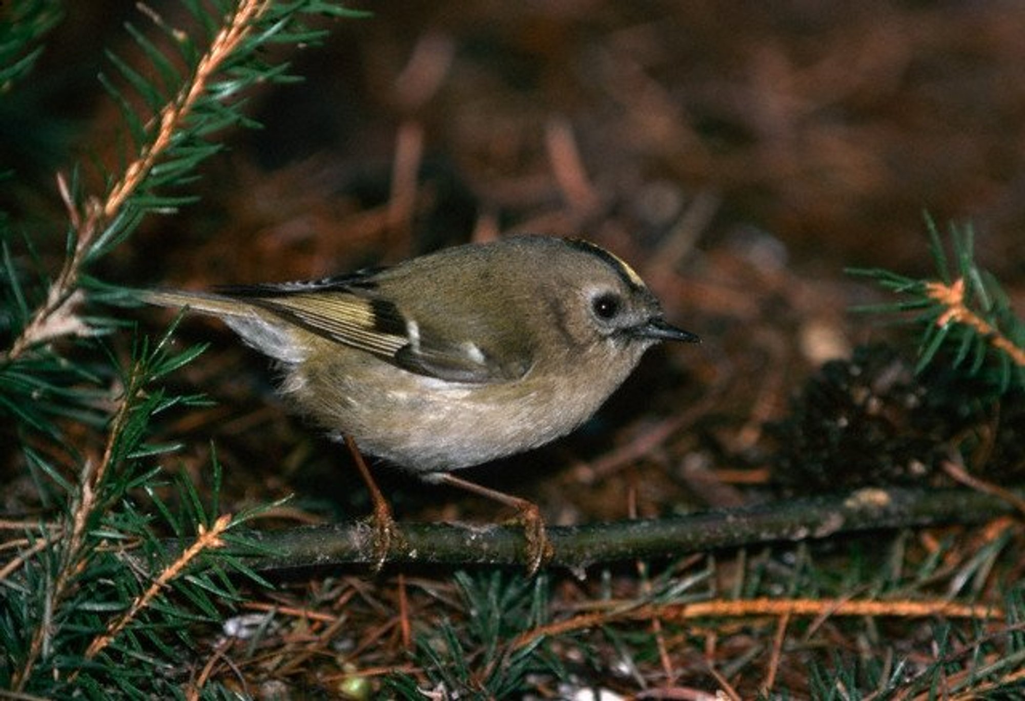 Mažiausias Lietuvos paukštis sveria panašiai kaip karkvabalis - Delfi ...