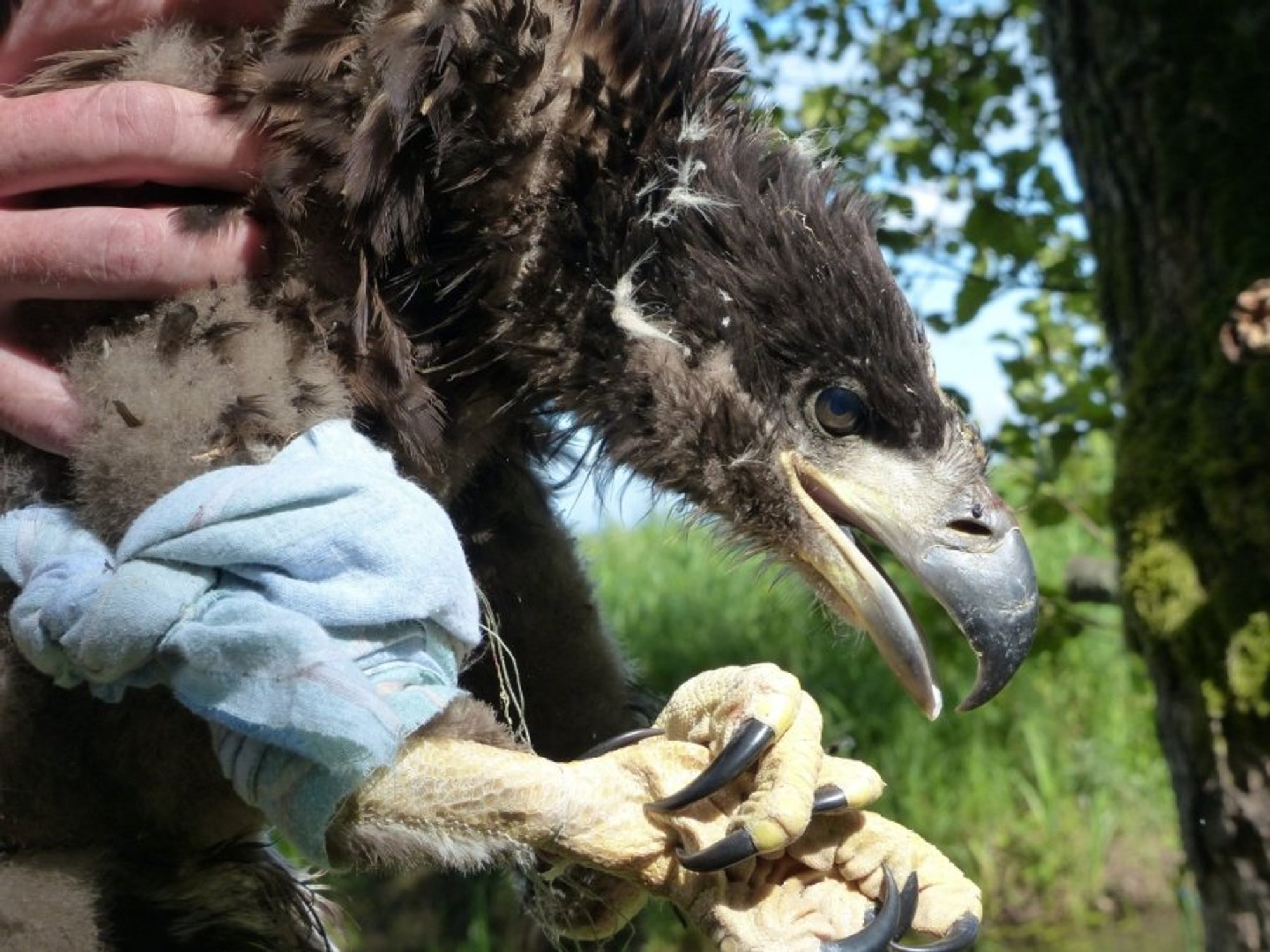 Sužeistas ereliukas kelionės iki Kauno neištvėrė - Delfi grynas