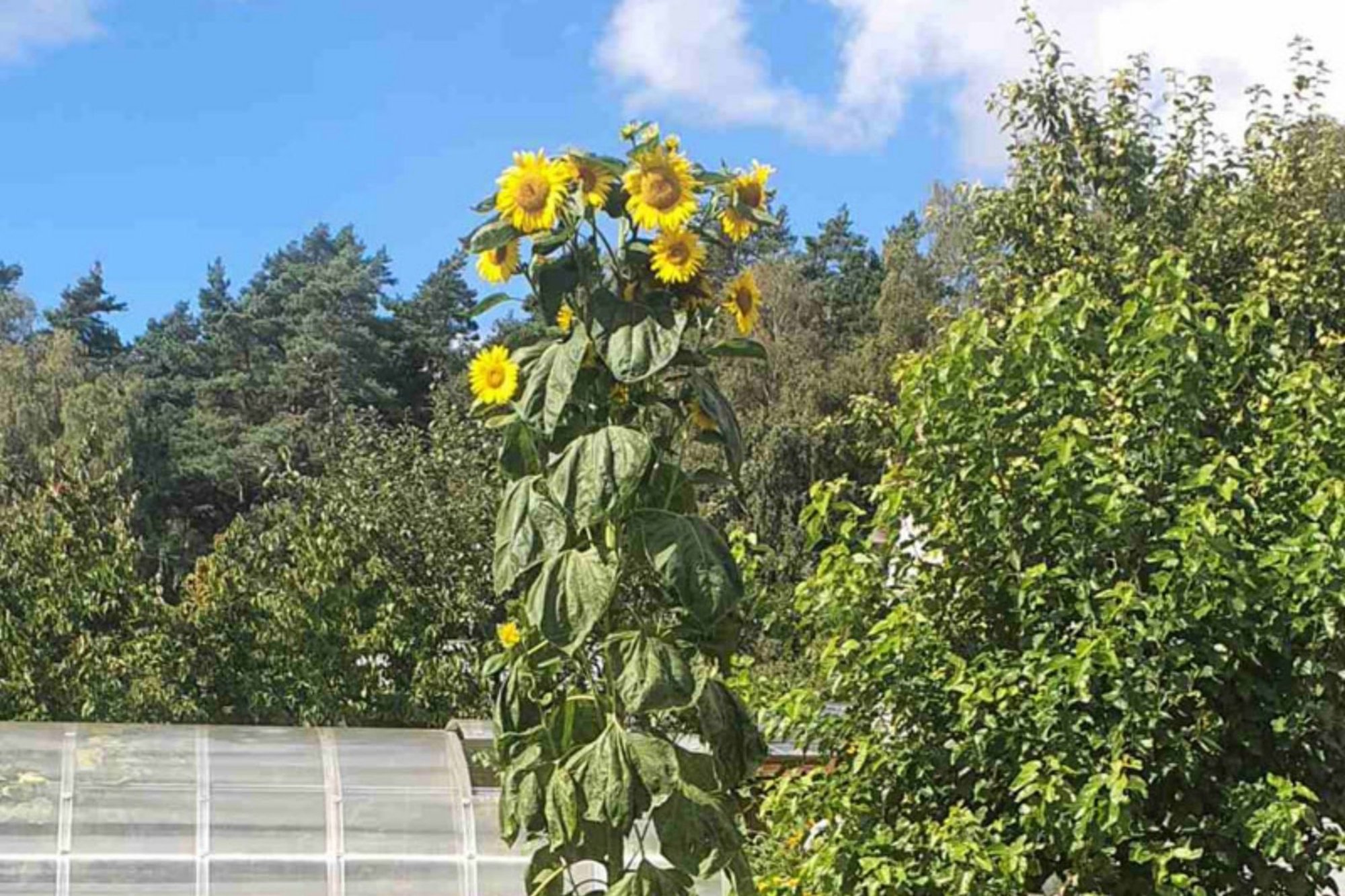 Saulėgrąžos dydis nustebino net visko mačiusius: praaugo net sodo ...