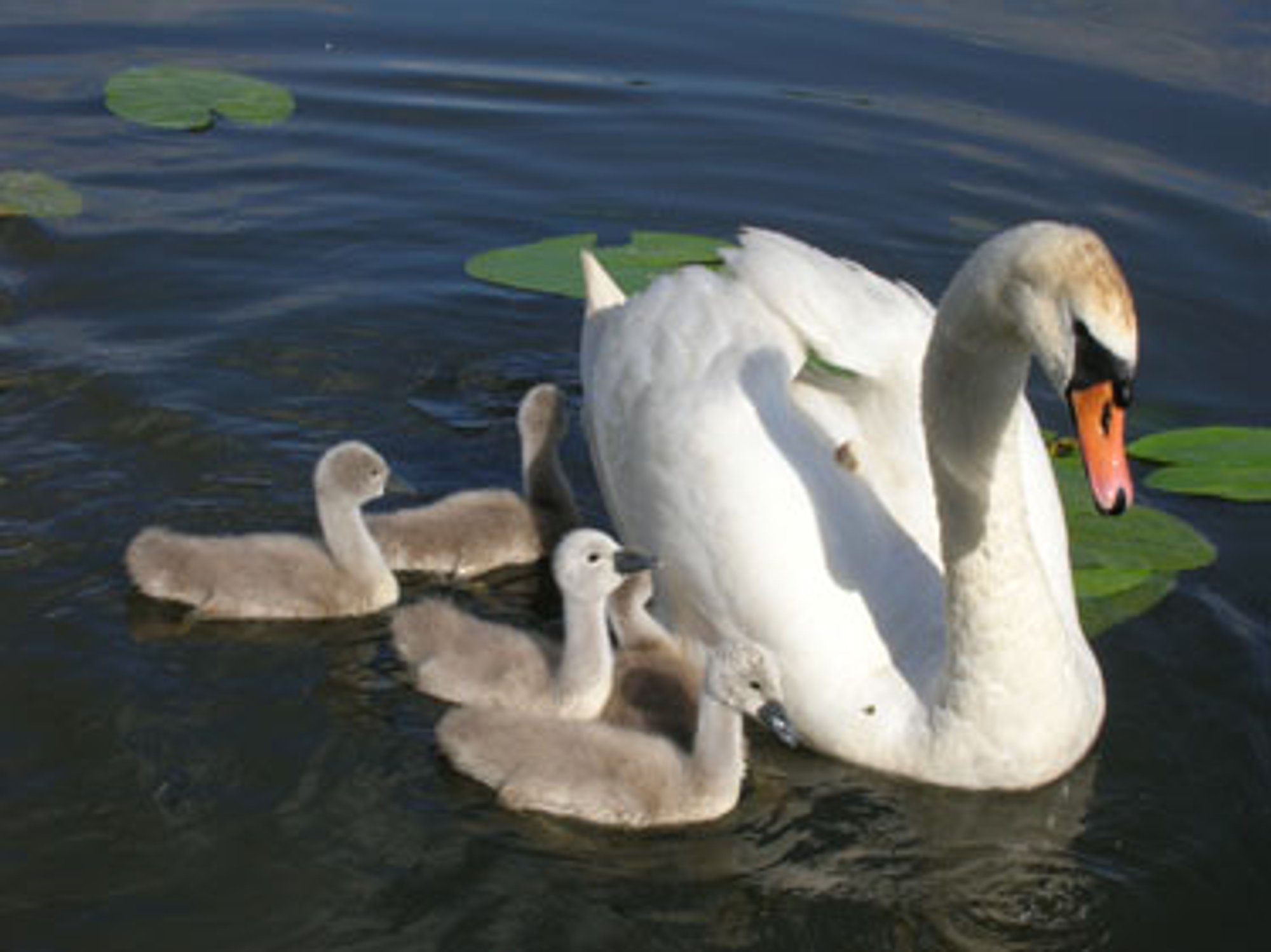 Zarasų 500 metų jubiliejaus šventėje - unikalus festivalis vandens tema ...