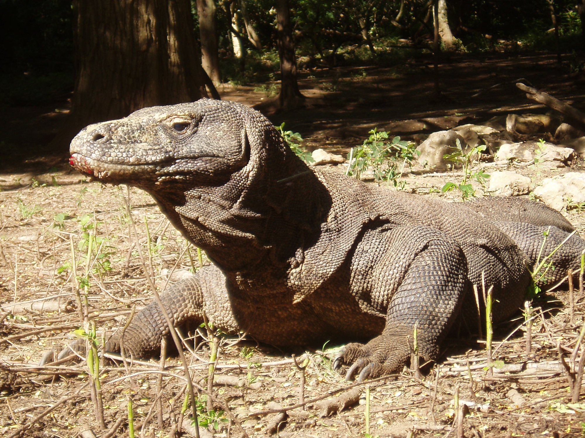 Drakono metais - į svečius pas drakonus III. Drakonų karalystėje ...