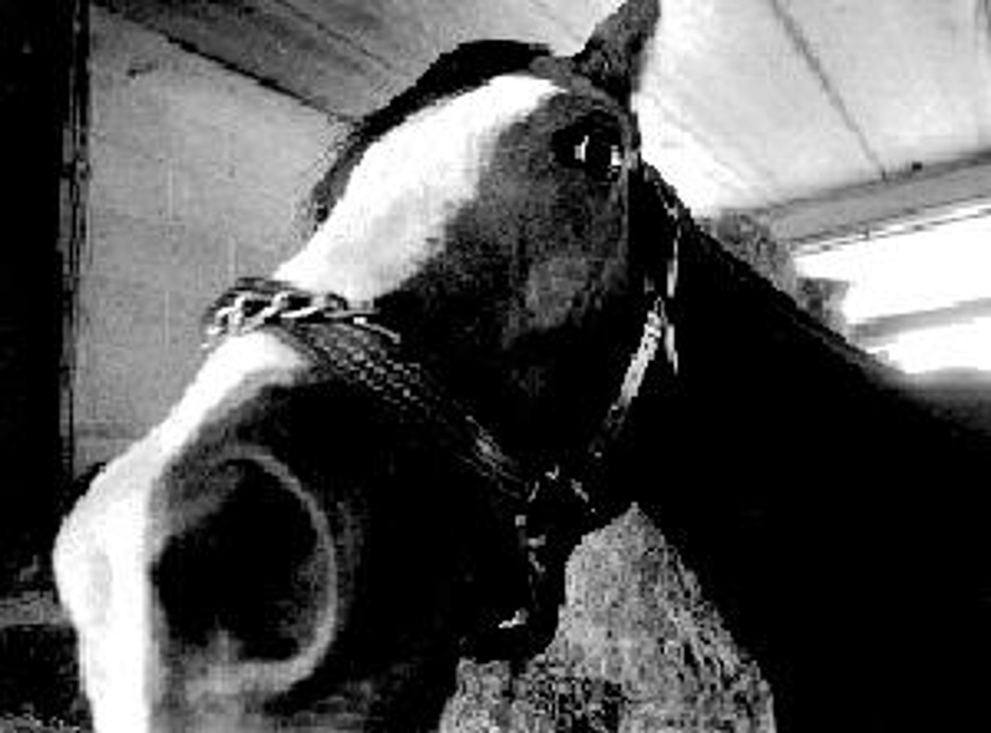 E.Sipavičiaus savaitgalį sugadino arklys - Delfi veidai