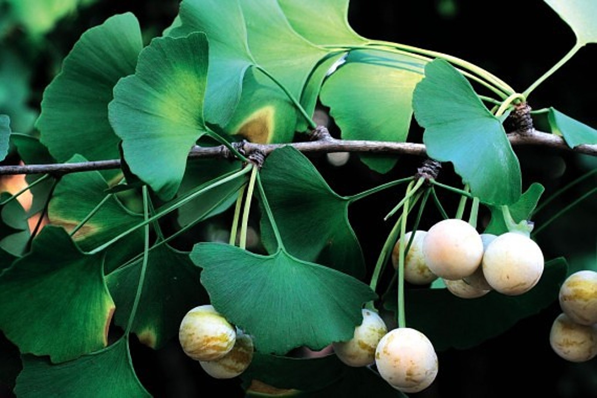 Ginkmedis – daug menantis ir galintis - Delfi gyvenimas