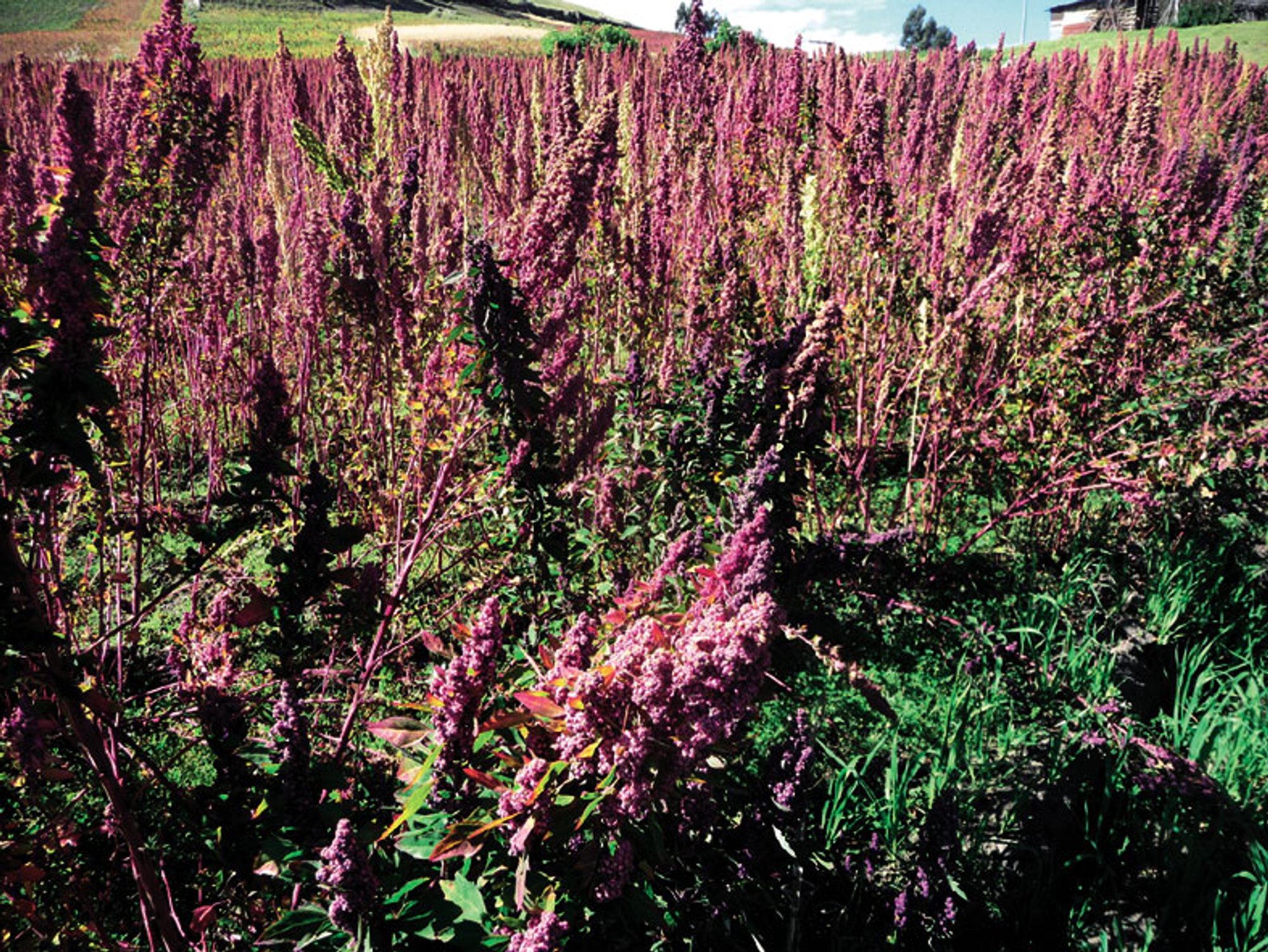 Bolivinės balandos – inkų auksas - Delfi gyvenimas