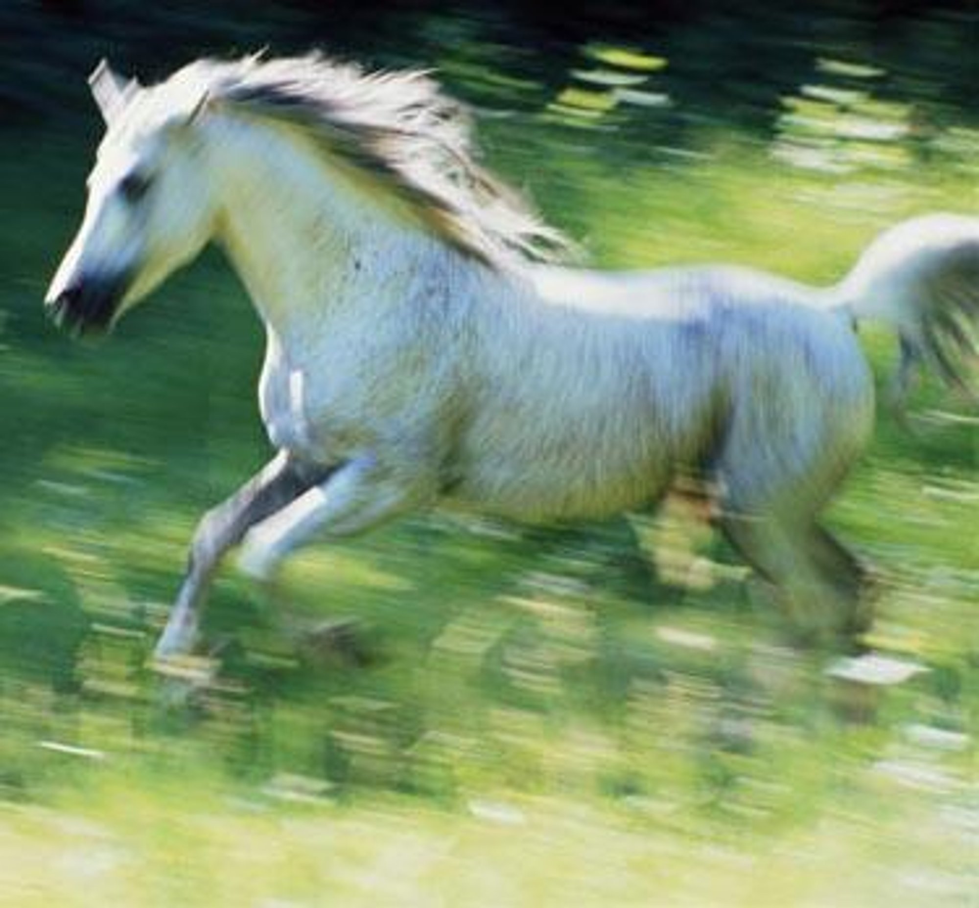 Arkliai Aliaskoje išnyko dėl klimato, o ne dėl medžioklės - Delfi mokslas