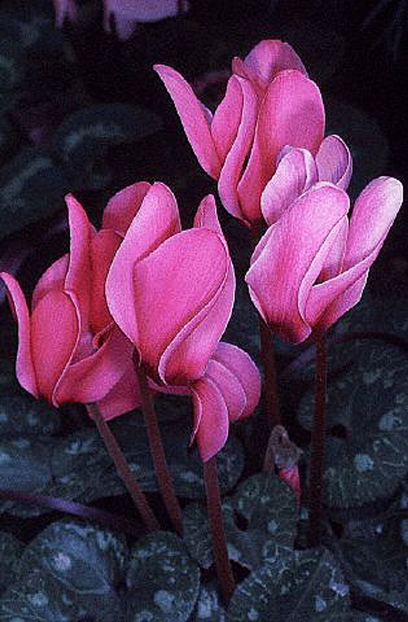 Ciklamenai - žiemos puošmena - Delfi gyvenimas