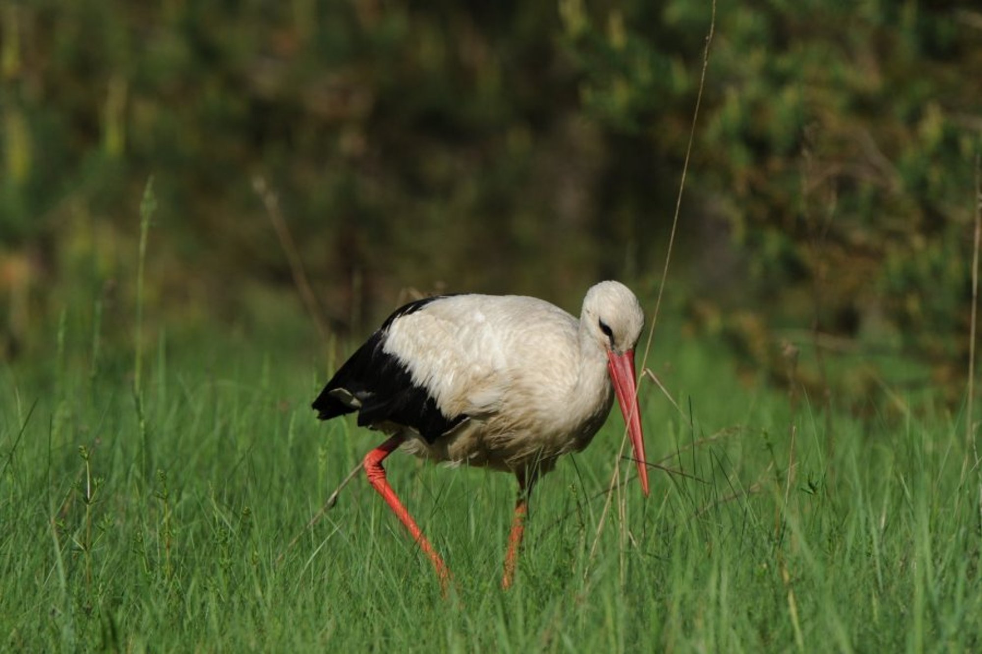 Atsisveikiname su gandrais: ką daryti radus neišskridusį? - Delfi grynas