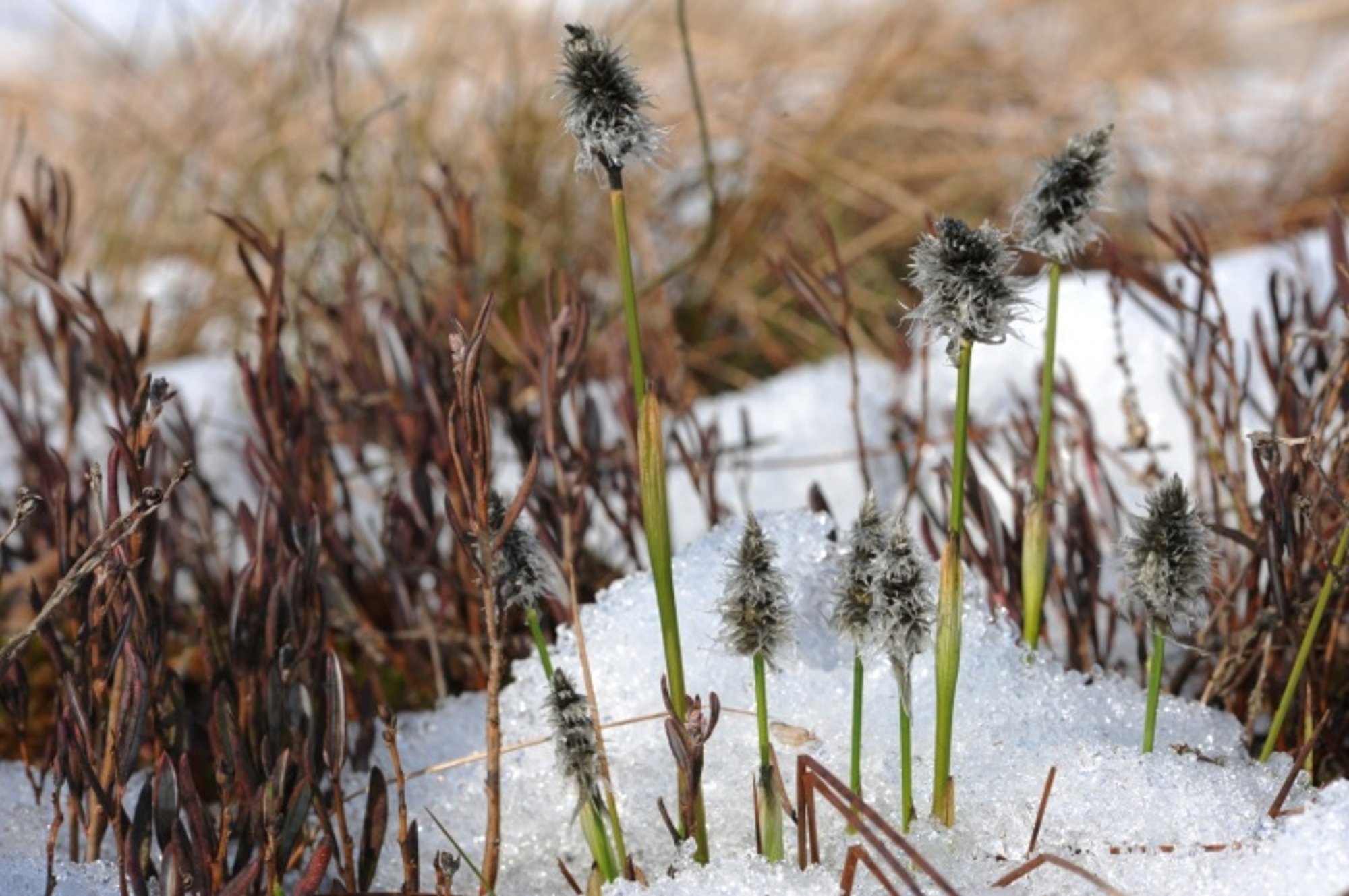 Pamiršti pavasario skanėstai: kūlynai ir „vilko baronkos“ - Delfi grynas