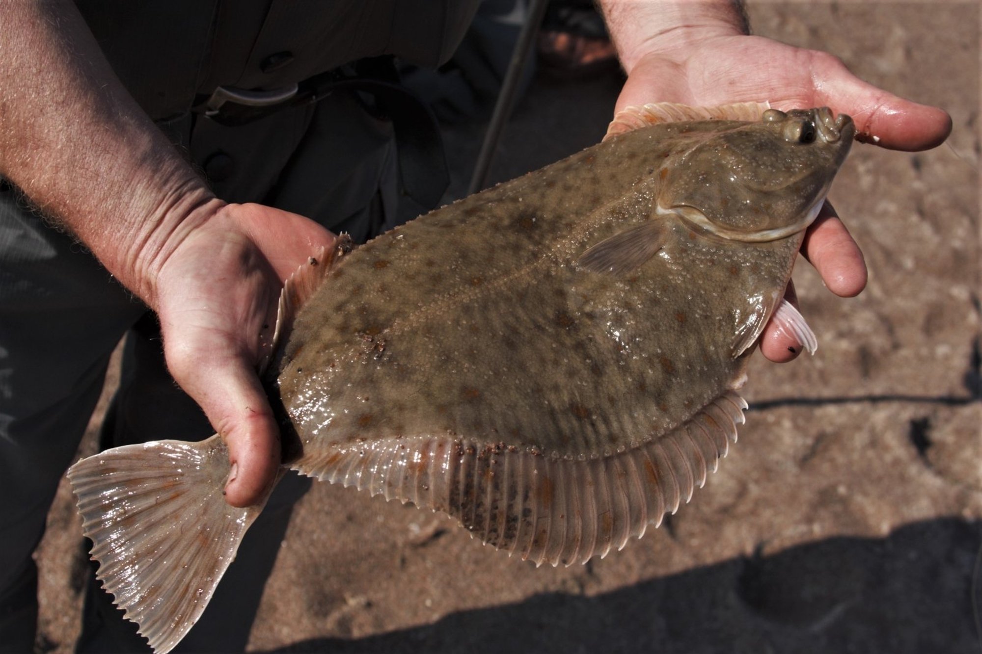 Žvejo kalendorius. Spalis: paskutinis šansas karpininkams ir kodėl šį ...