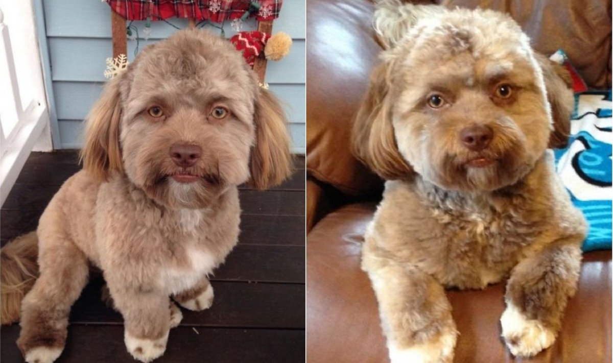 Internautai sutrikę: kuo ilgiau žiūri, tuo labiau šis šuo primena žmogų ...