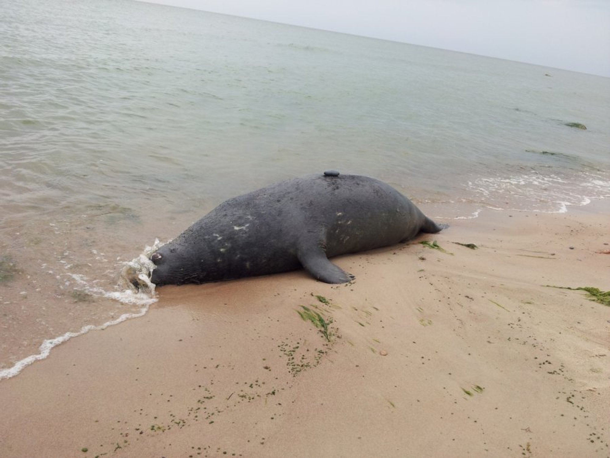 Padažnėjusios ruonių žūtys - žvejų darbas? - Delfi grynas