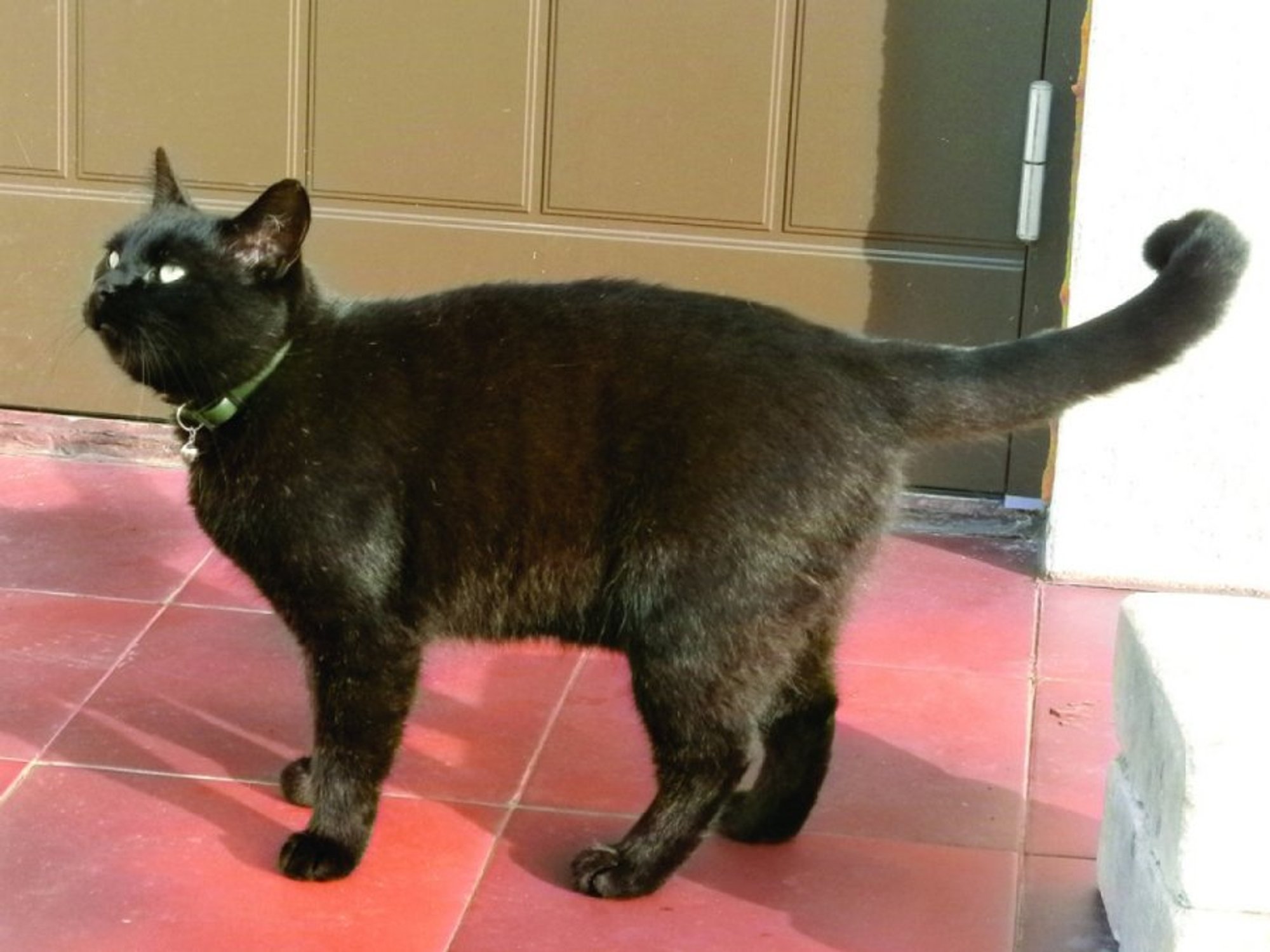 Dovanojamas ramus kastruotas katinukas Juodulis - Delfi pilietis