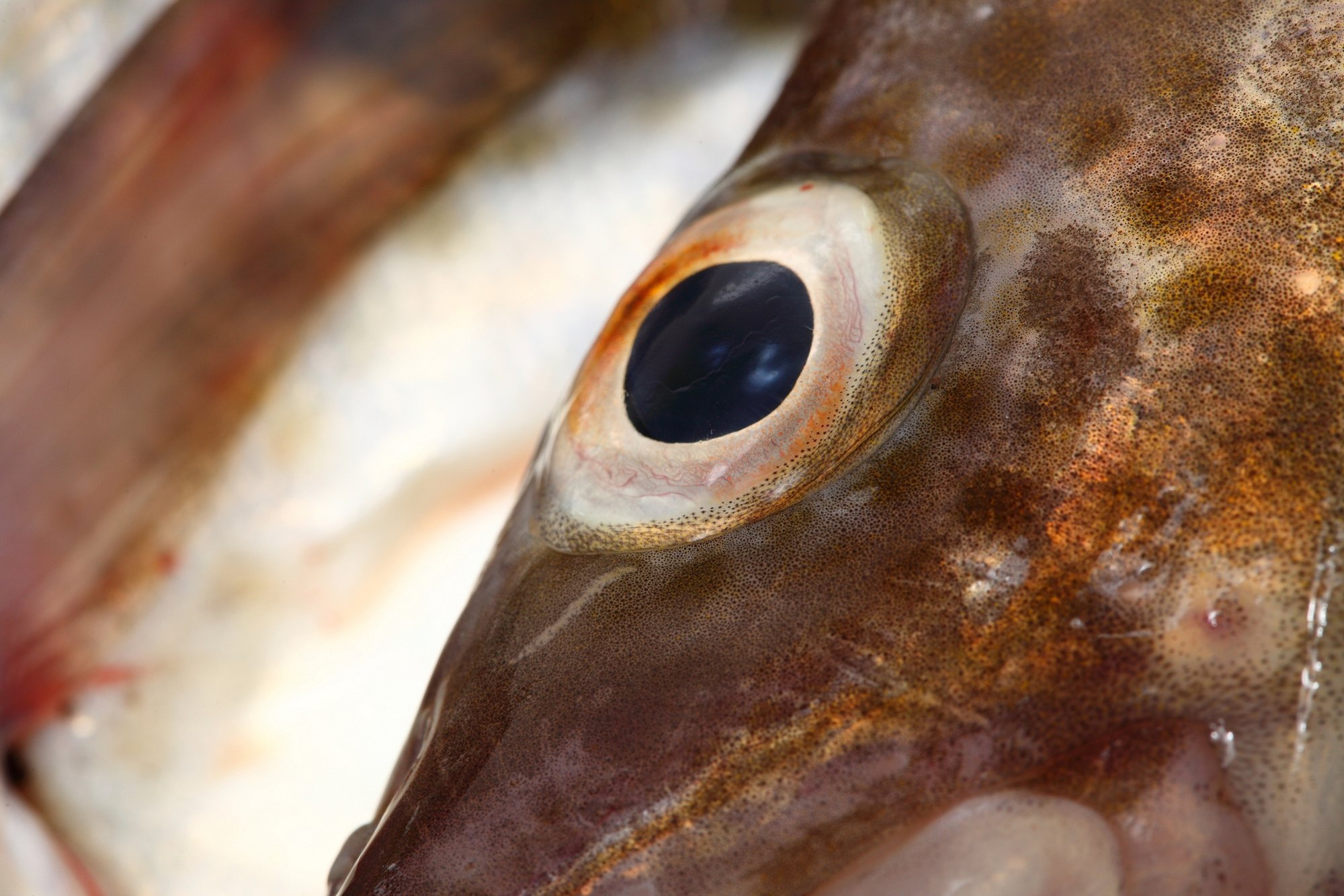 New measures to save Baltic cod - Delfi EN