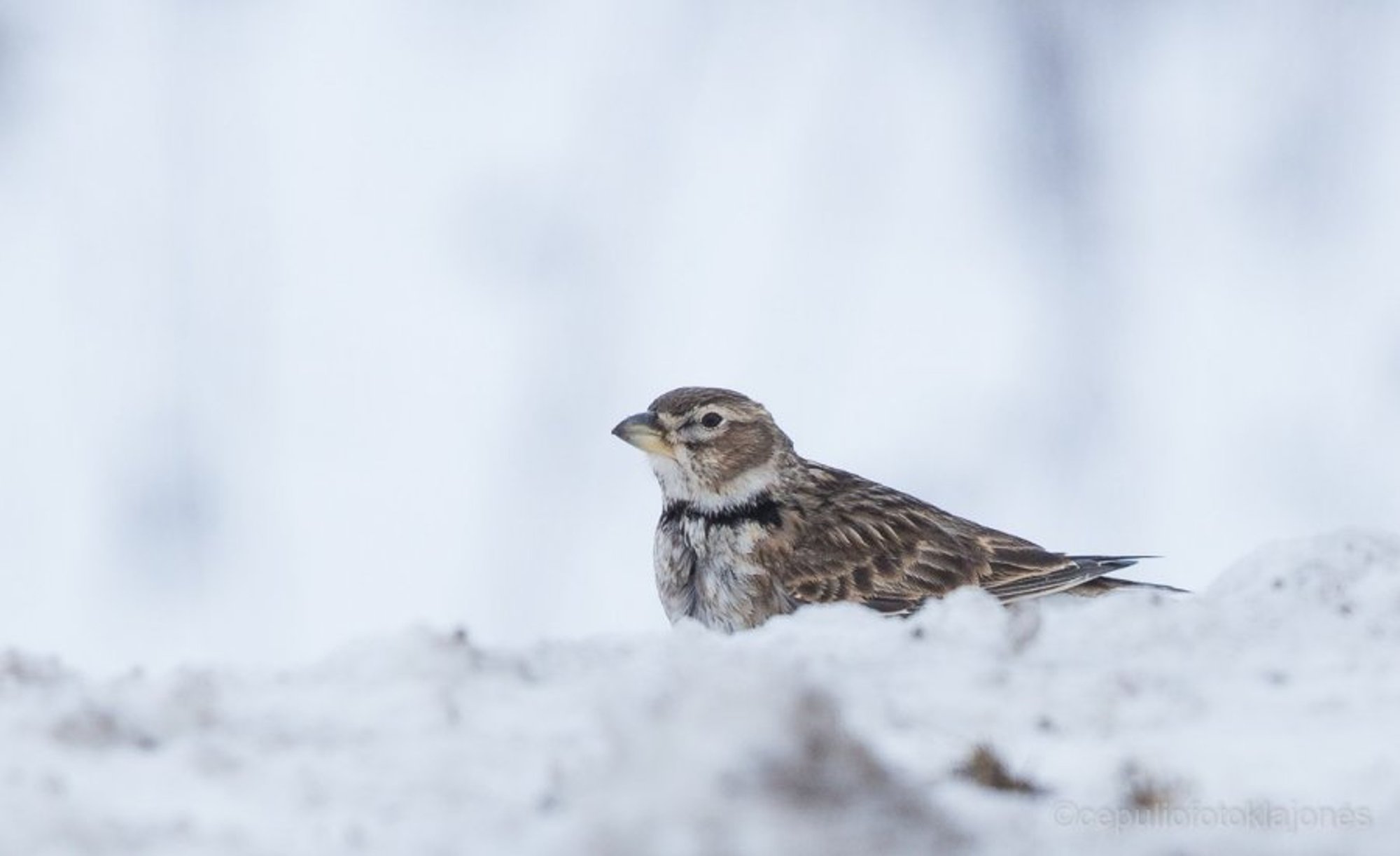 S. Paltanavičius: pavasario planas skirtas tikrai ne mums - Delfi grynas