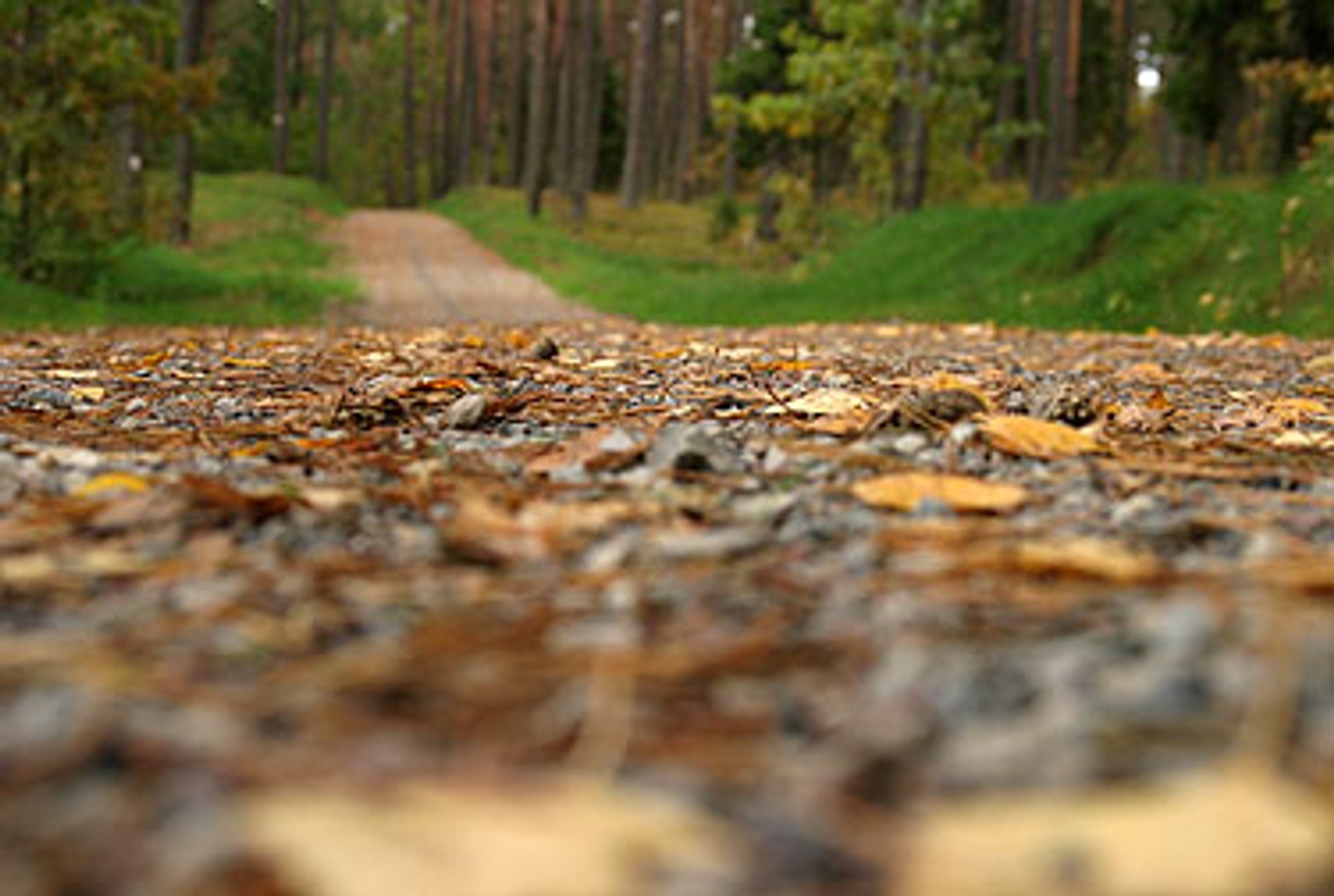 Kai pavyksta įgyvendinti viziją, dvasia pakyla aukštyn - Delfi gyvenimas